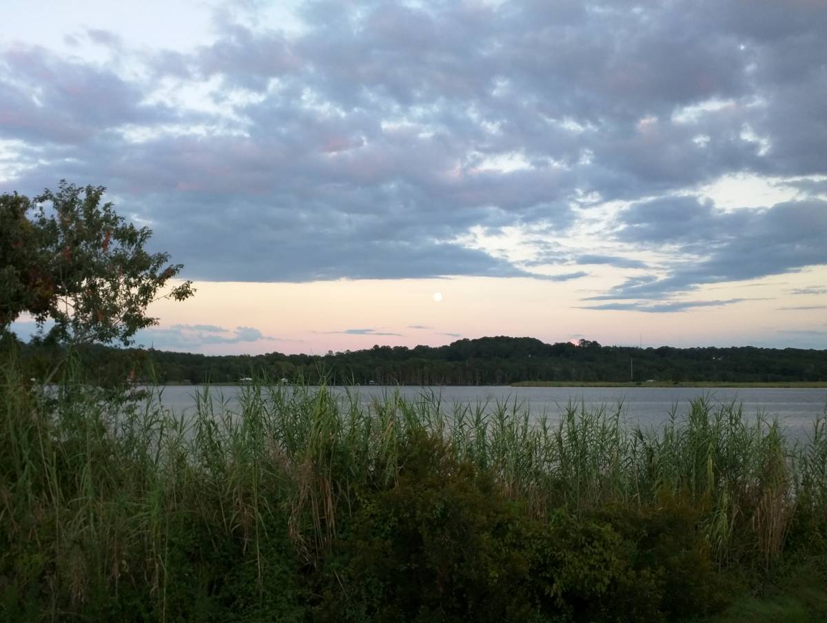Restoration of Hydrology Along Upper Mobile Bay Causeway | Outdoor Alabama