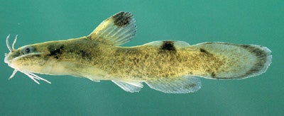 Brindled | Outdoor Alabama