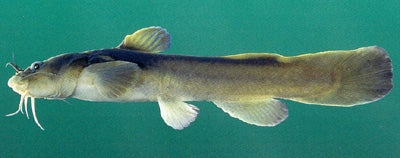 Stonecat | Outdoor Alabama