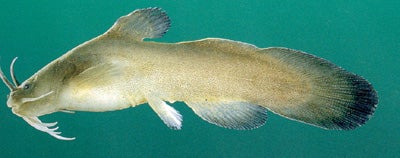 Tadpole | Outdoor Alabama