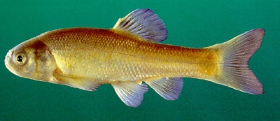 Fathead | Outdoor Alabama