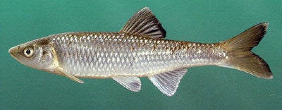 Spotfin | Outdoor Alabama