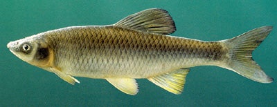 Steelcolor | Outdoor Alabama