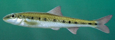 Streamline | Outdoor Alabama