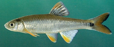 Tricolor | Outdoor Alabama