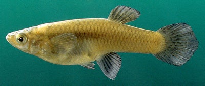 Mosquito Fish