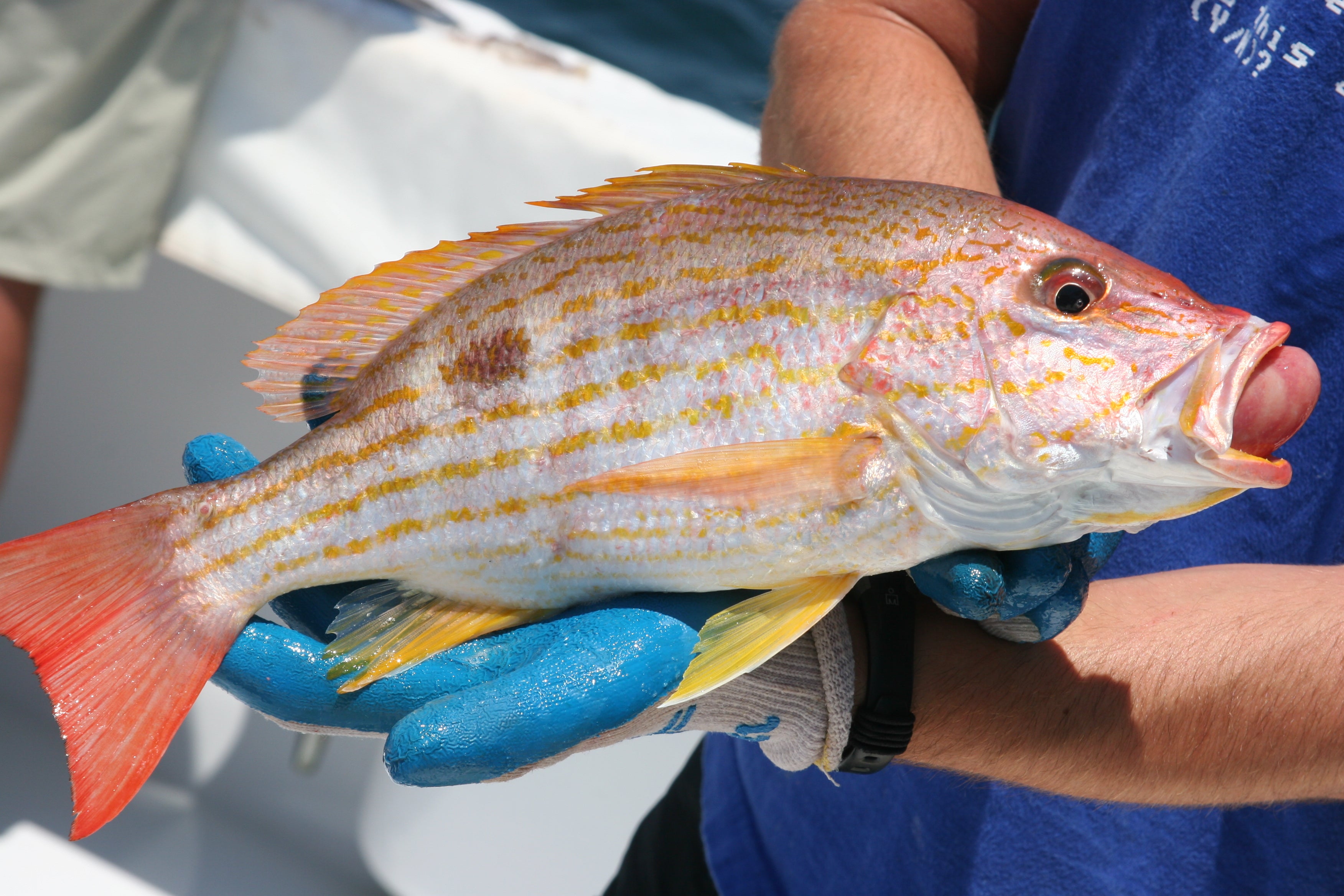 ADSFR Returns to Its Roots for 2020 Rodeo | Outdoor Alabama