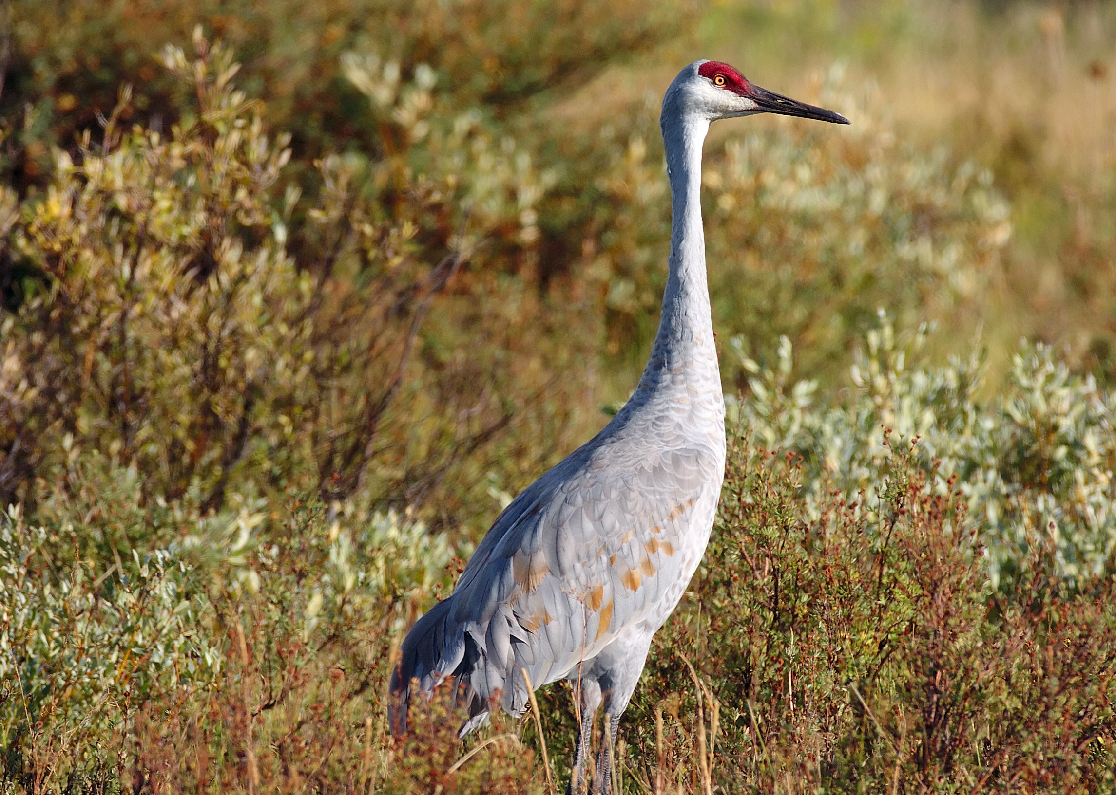 Alabama Sets First Sandhill Crane Season in Century | Outdoor Alabama