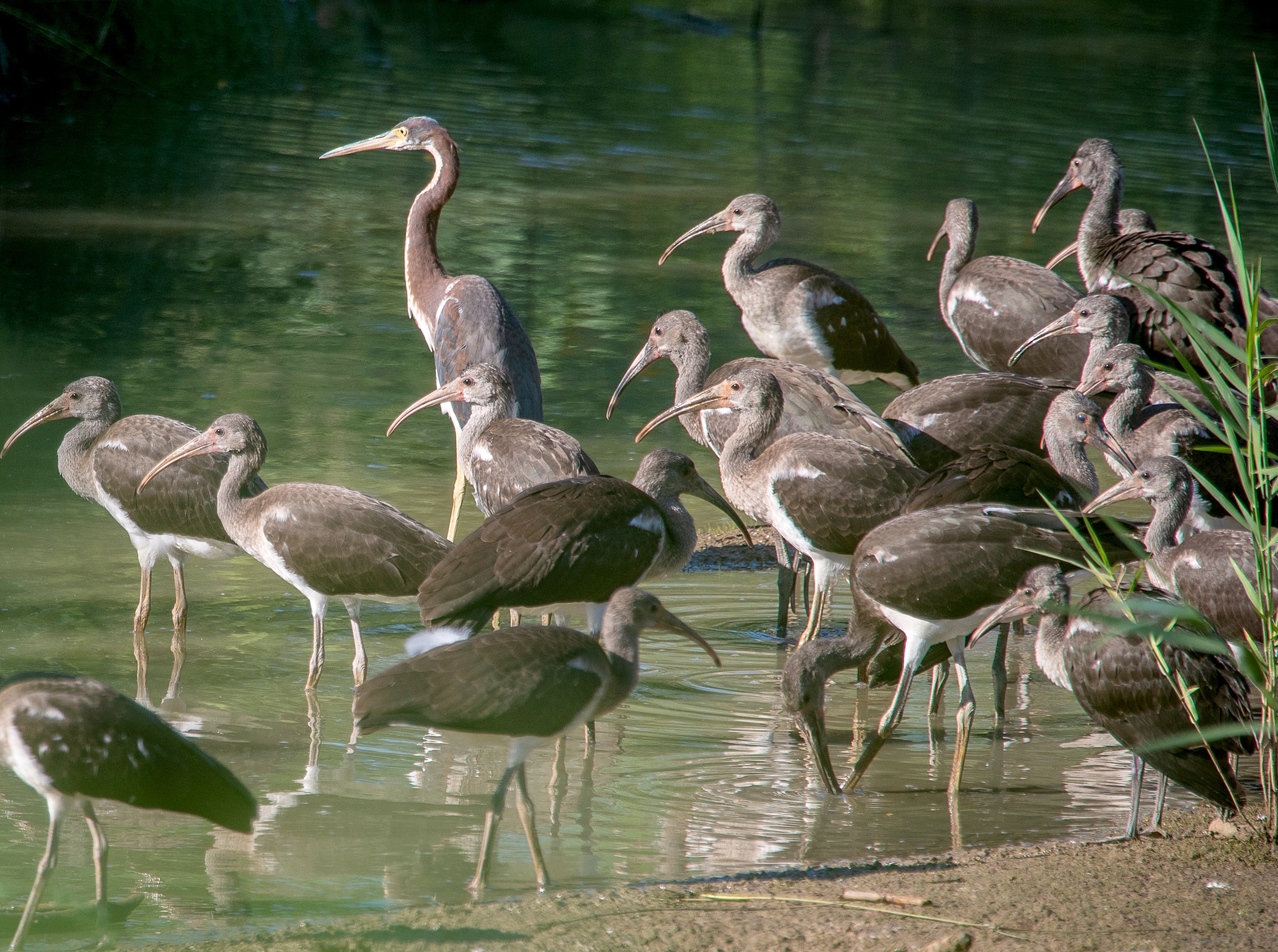 Ivey Praises Last Round of NFWF-Funded Projects | Outdoor Alabama