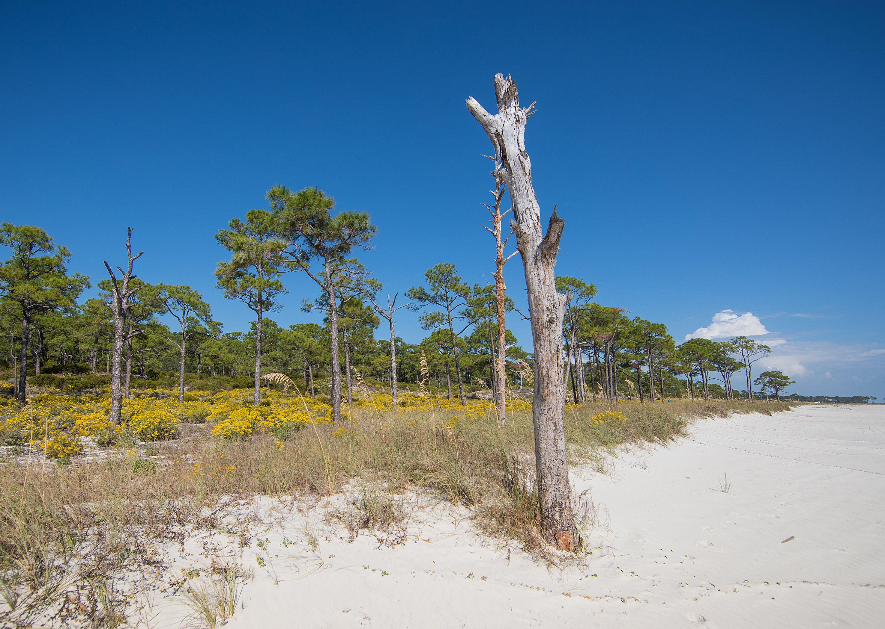 Ivey Praises Last Round of NFWF-Funded Projects | Outdoor Alabama