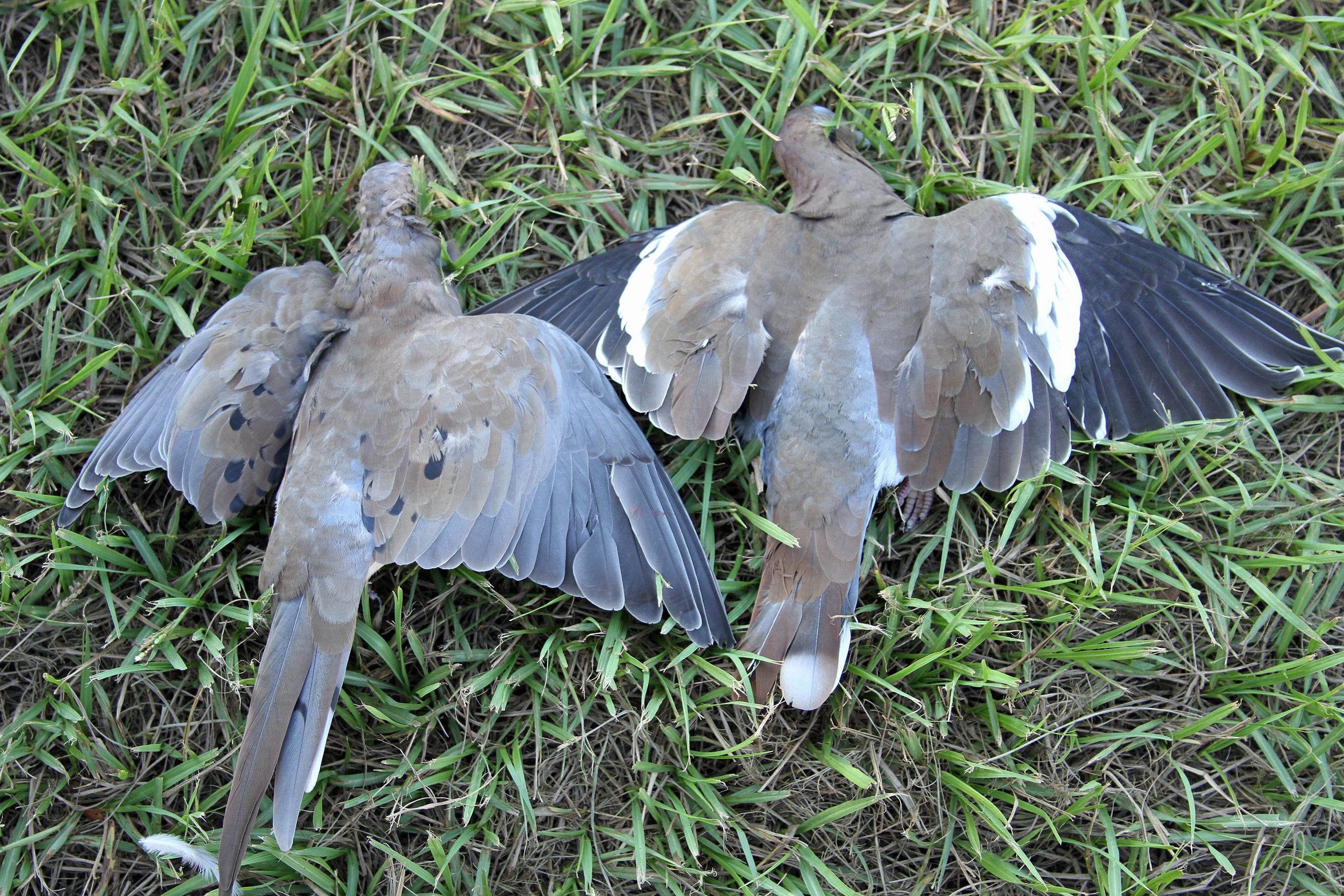 Alabama WFF Adding Dove-Hunting Opportunities | Outdoor Alabama