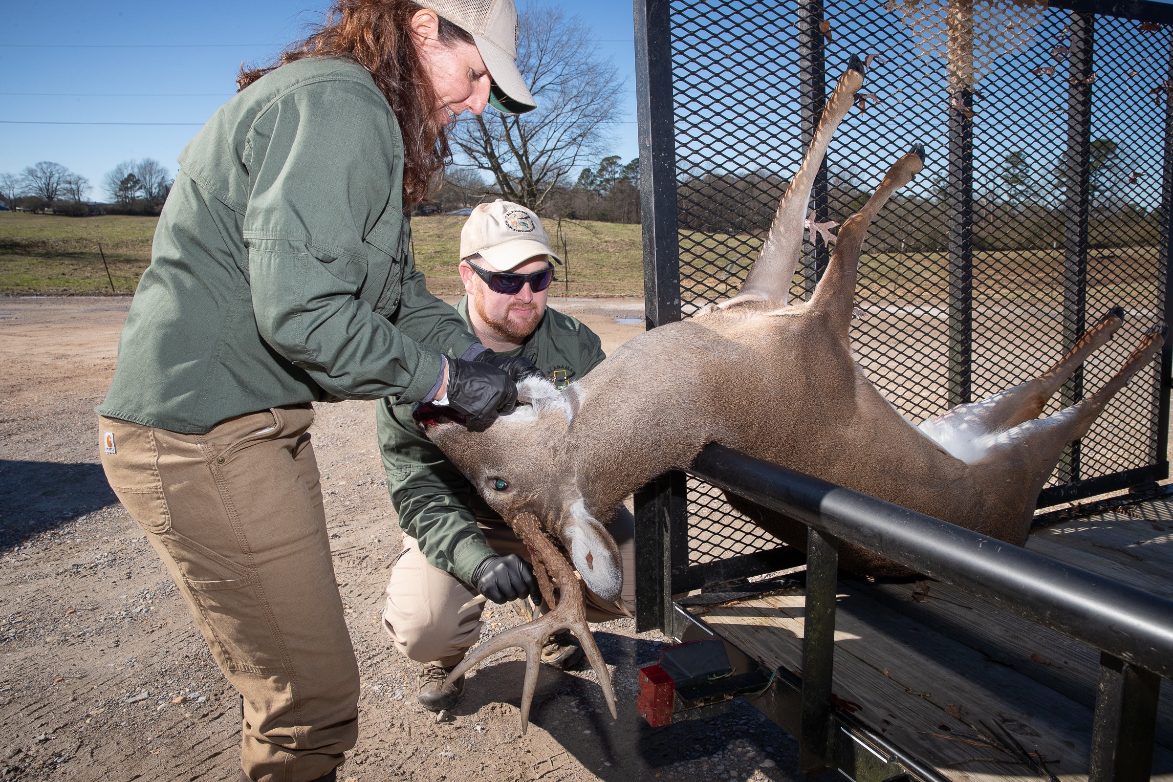 Alabama WFF Ramps Up CWD Sampling Effort | Outdoor Alabama