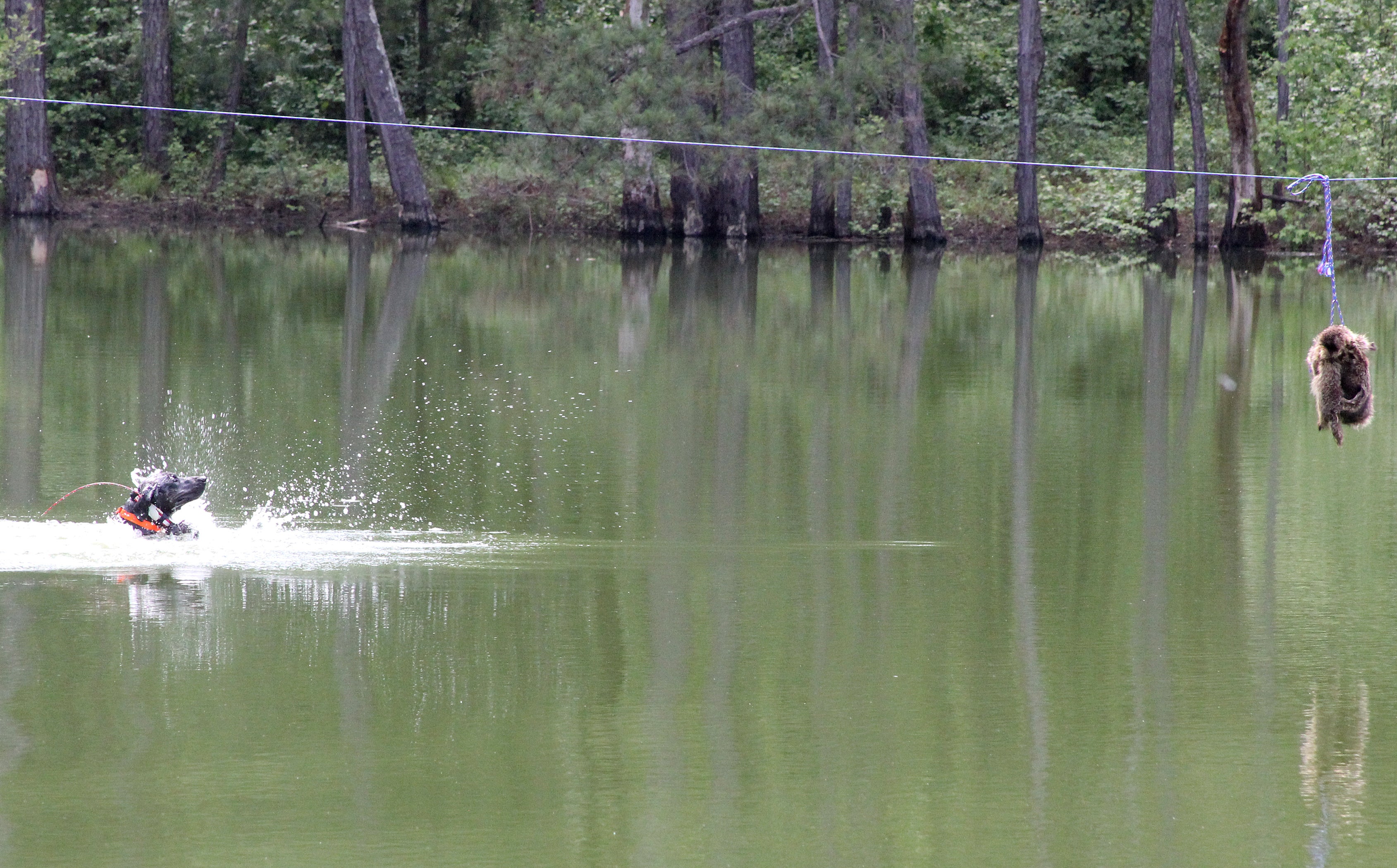 Coonhound Cabin Attracts Southern Heritage Show to Alabama | Outdoor ...
