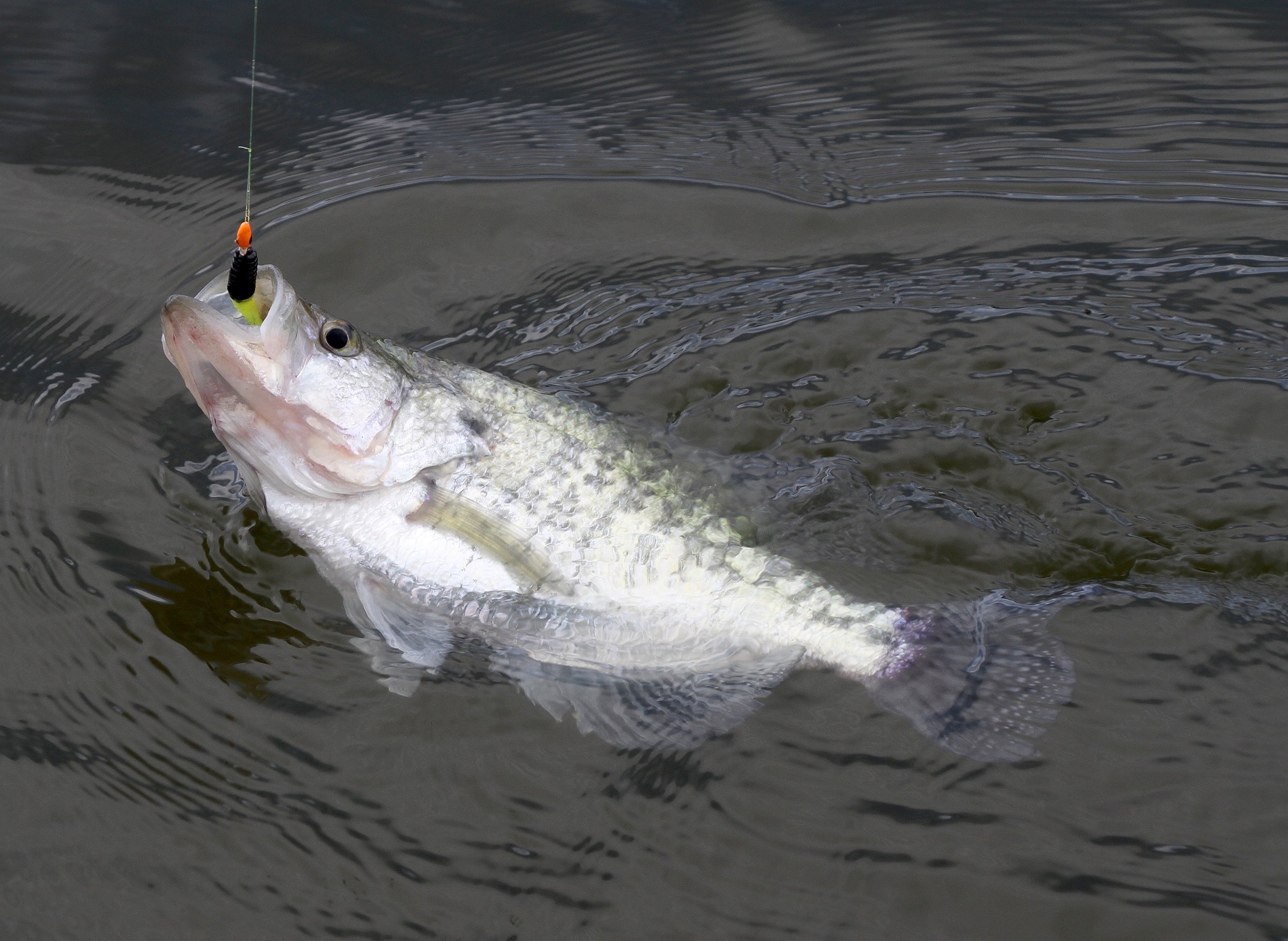 Pitts Hooked on Winter Crappie Fishing on Coosa Reservoirs | Outdoor ...