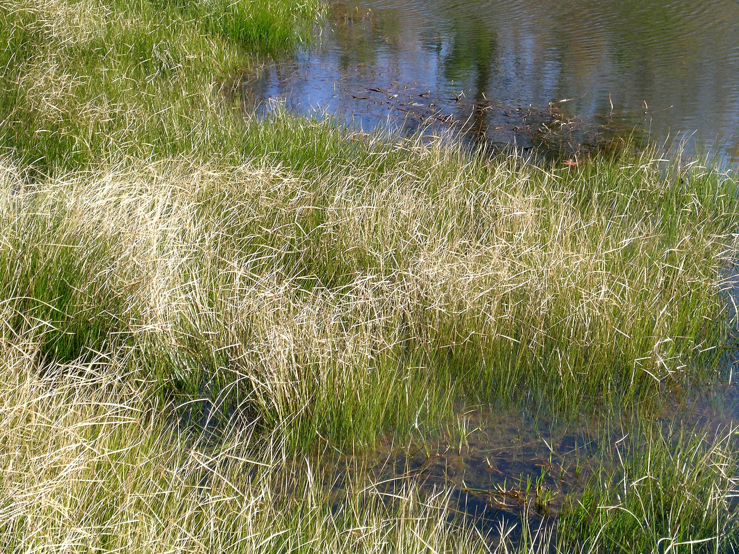 Alabama Aquatic Nuisance Species Management Plan Approved | Outdoor Alabama