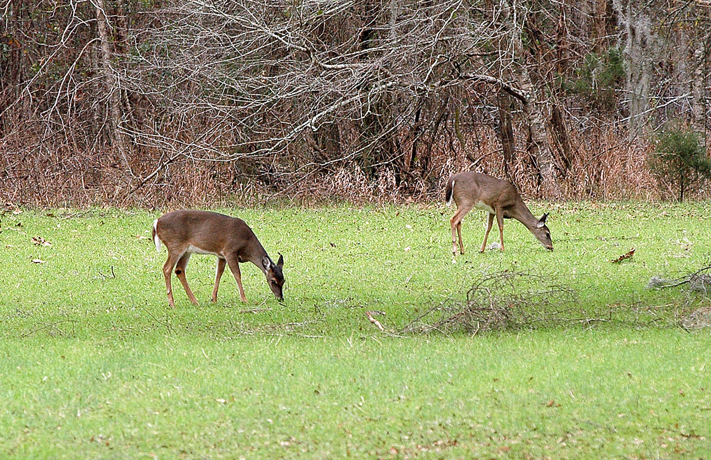 Advisory Board Gets Update, Expands Snapper Season | Outdoor Alabama