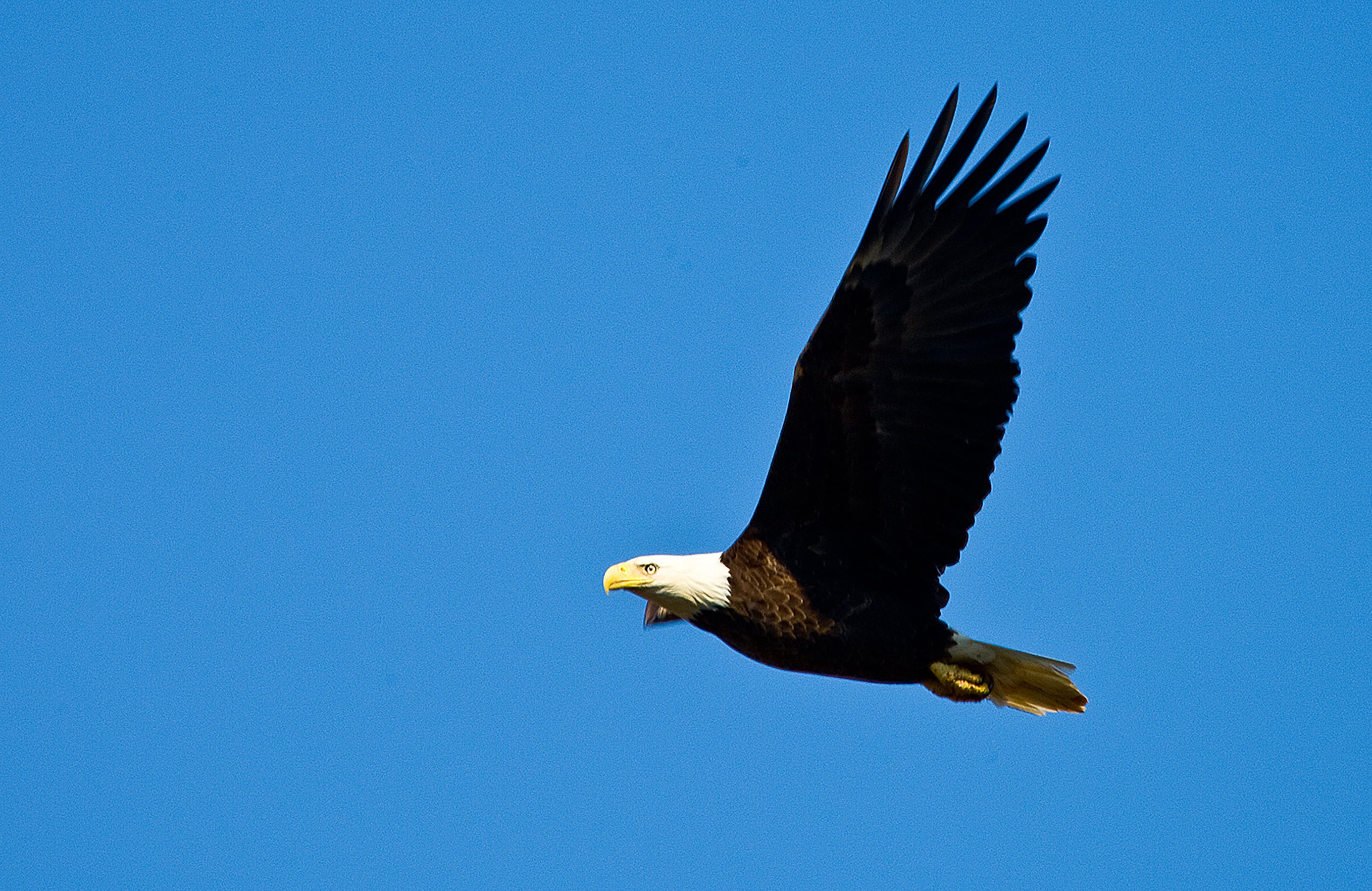 Eagle Awareness Weekends Celebrate 40th Anniversary in January ...