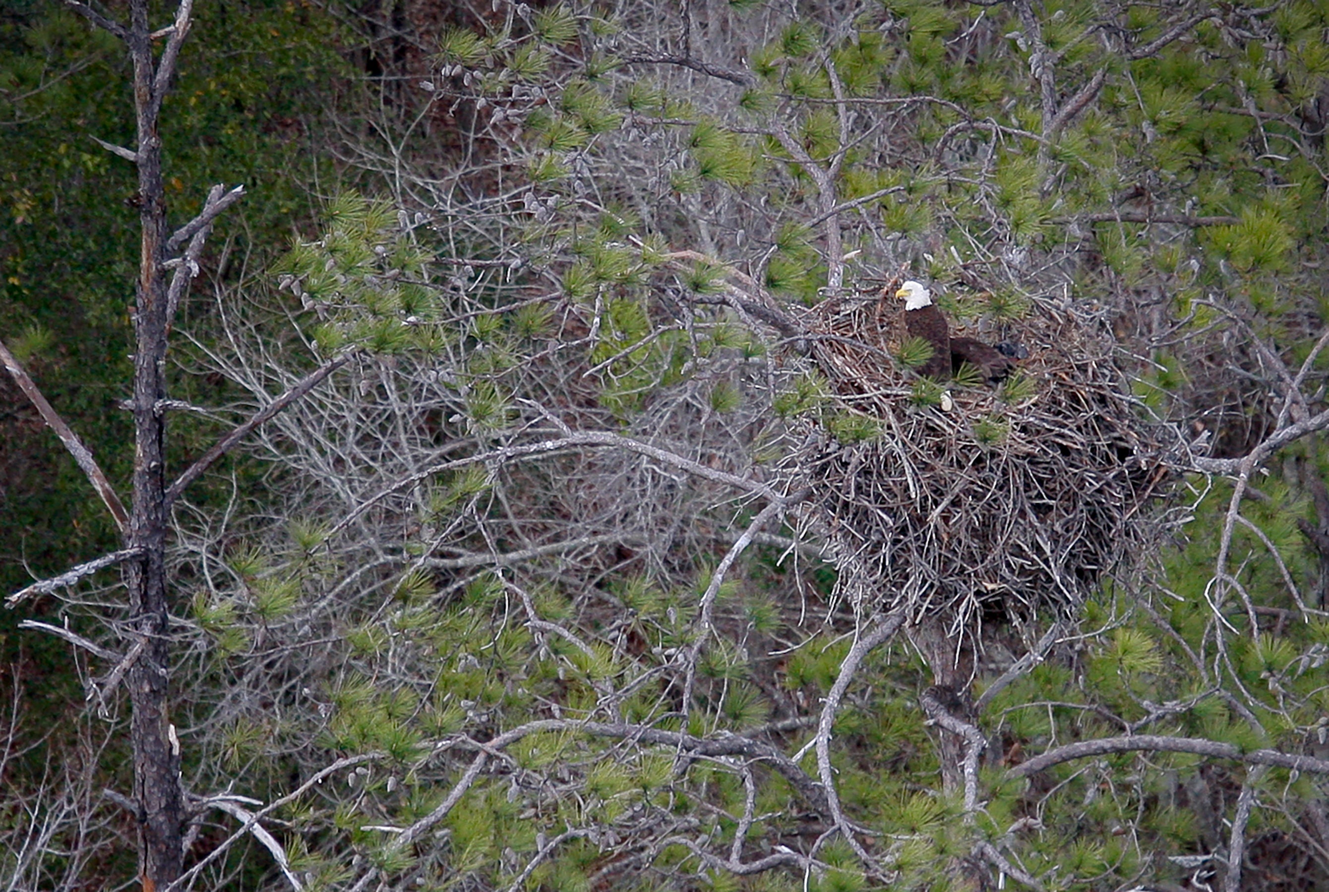 Eagle Awareness Weekends Celebrate 40th Anniversary in January ...