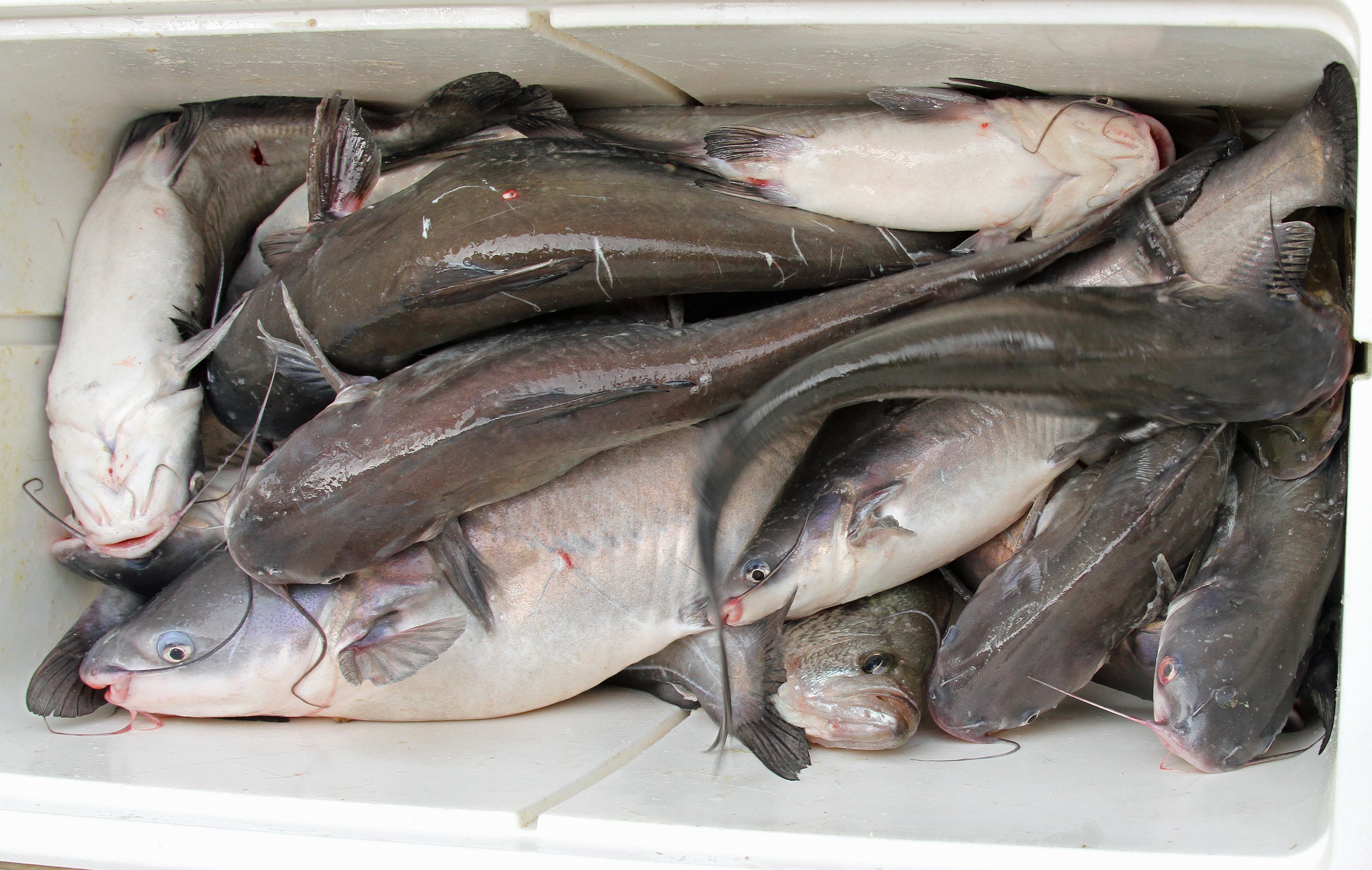 Ultimate Jugging Produces Catfish Feeding Frenzy on Millers Ferry ...