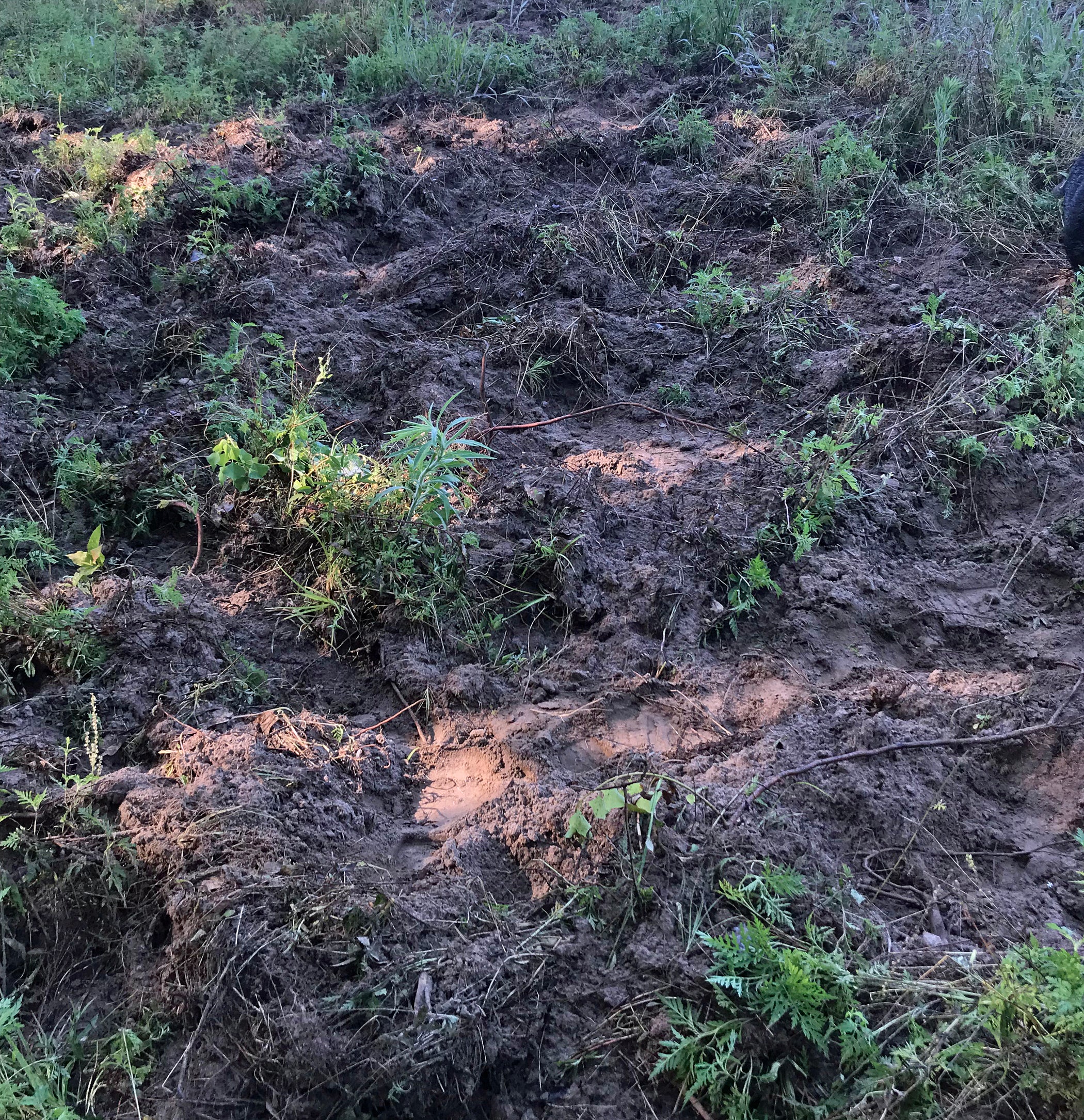 Bait Privilege License Provides Options for Hog, Deer Hunting | Outdoor ...