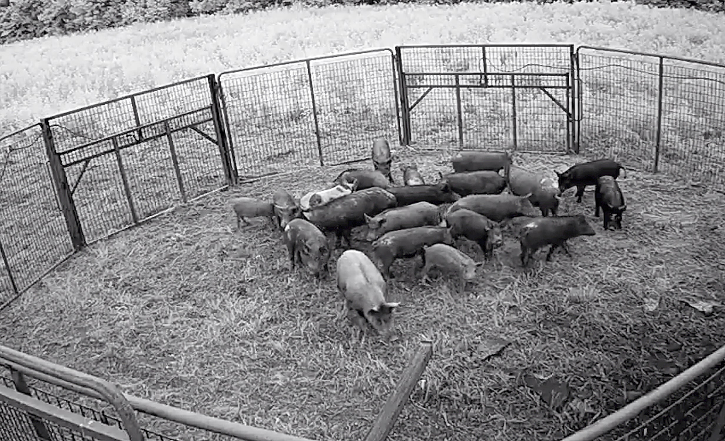 Alabama Agencies Meet to Work on Feral Swine Solutions | Outdoor Alabama