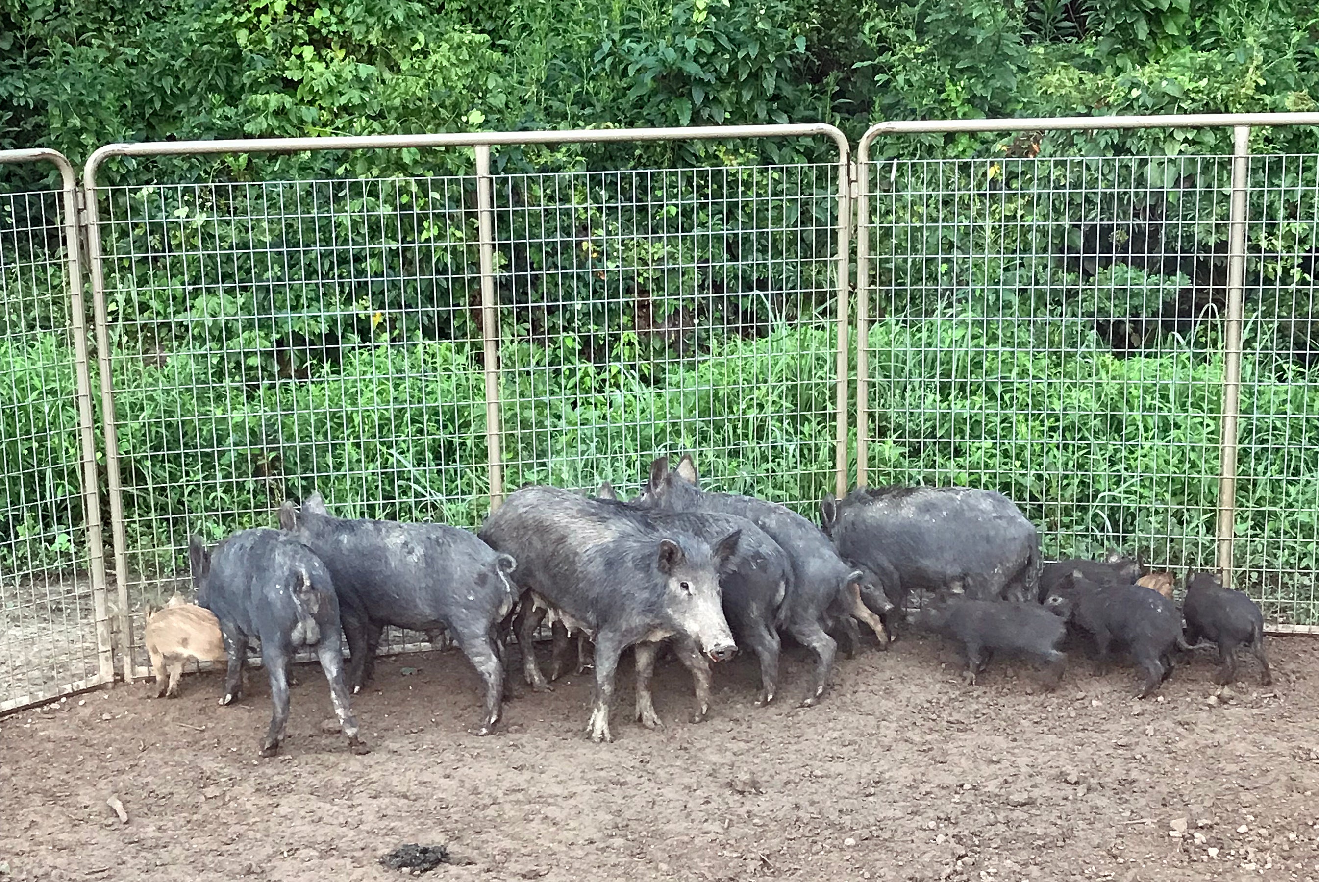 Feral Hog Population in Alabama Shows No Decline | Outdoor Alabama