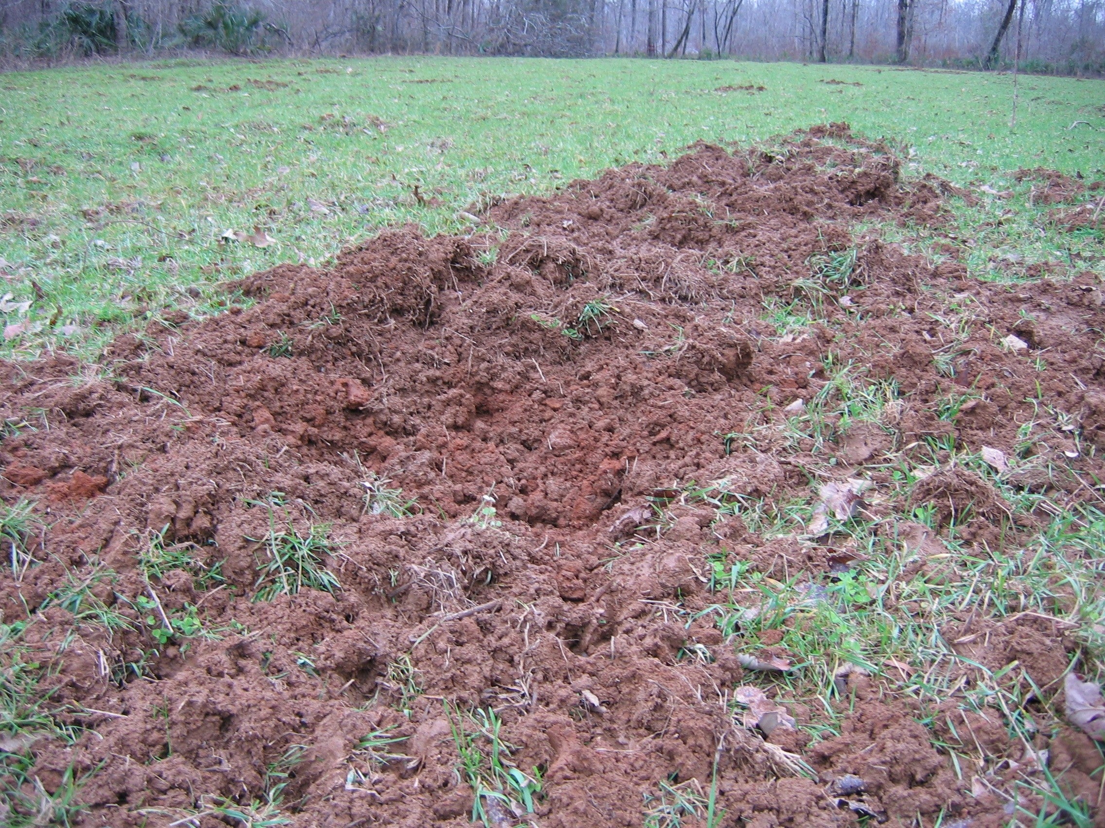 Change to Feral Hog Regulations Aids Control Efforts | Outdoor Alabama