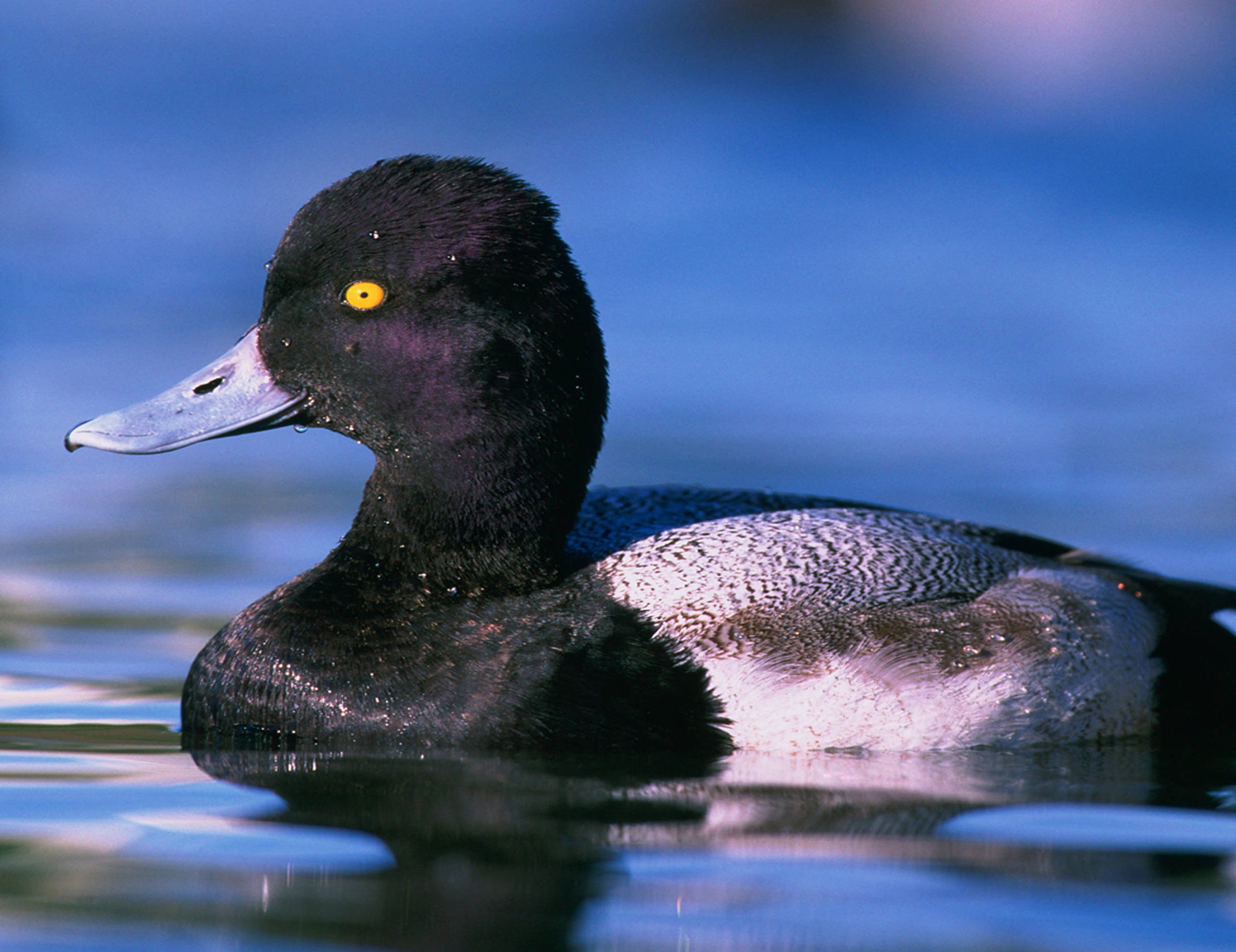Scaup Limit Reduced to One; Sandhill Registration Opens Soon | Outdoor ...
