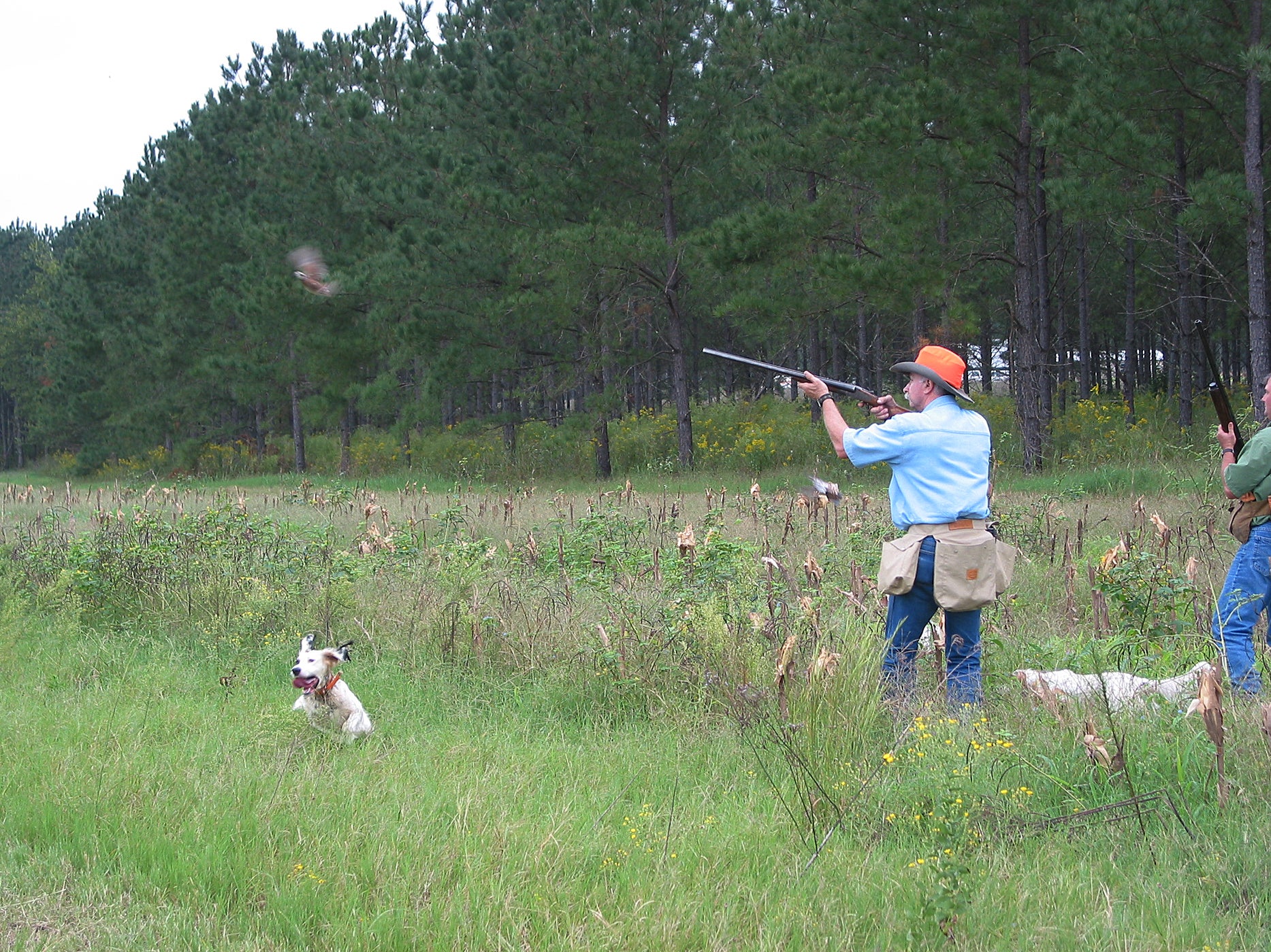 Uphill Battle Continues on Bobwhite Quail | Outdoor Alabama