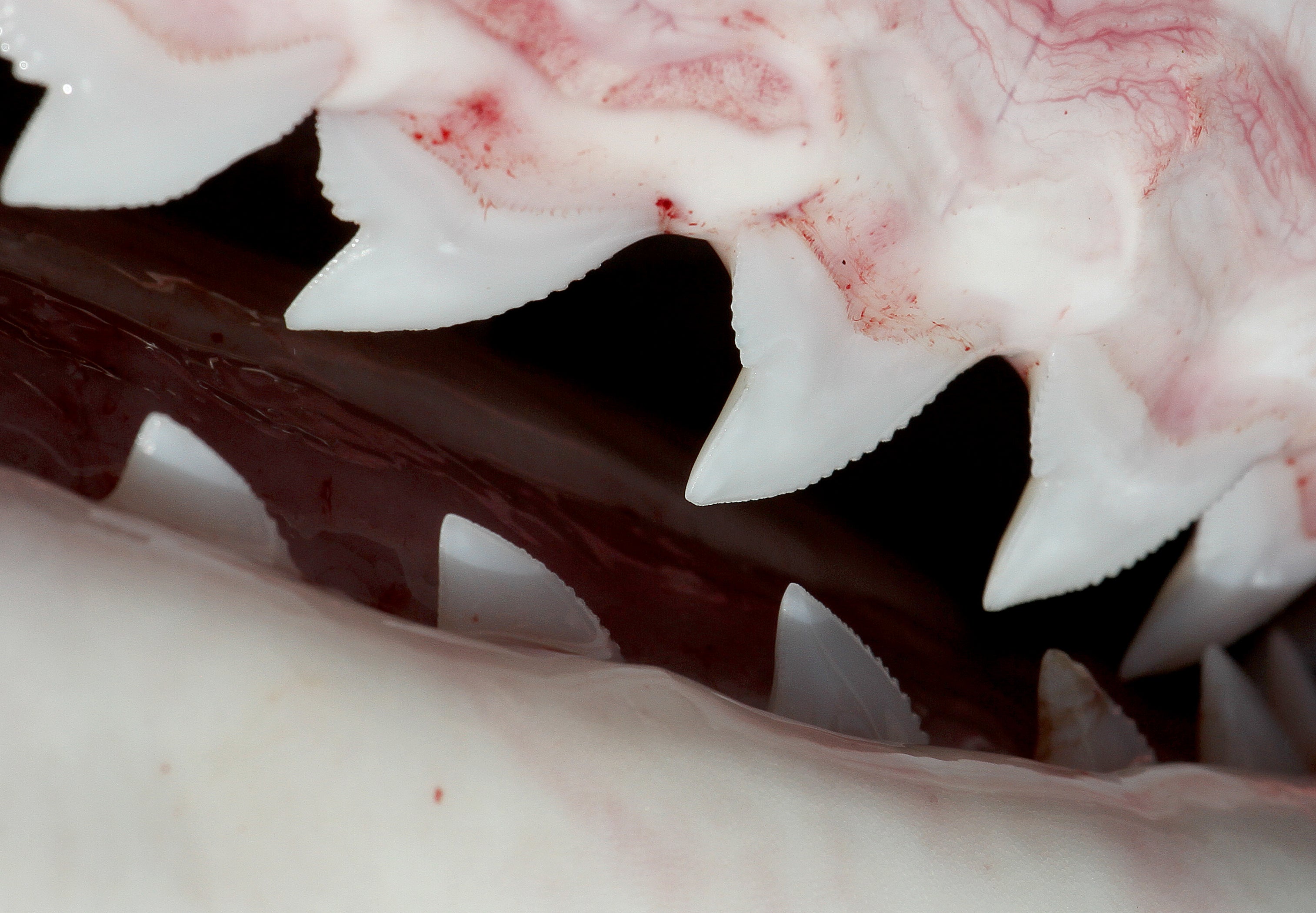 Potential Record Shark Highlights 90th ADSFR | Outdoor Alabama