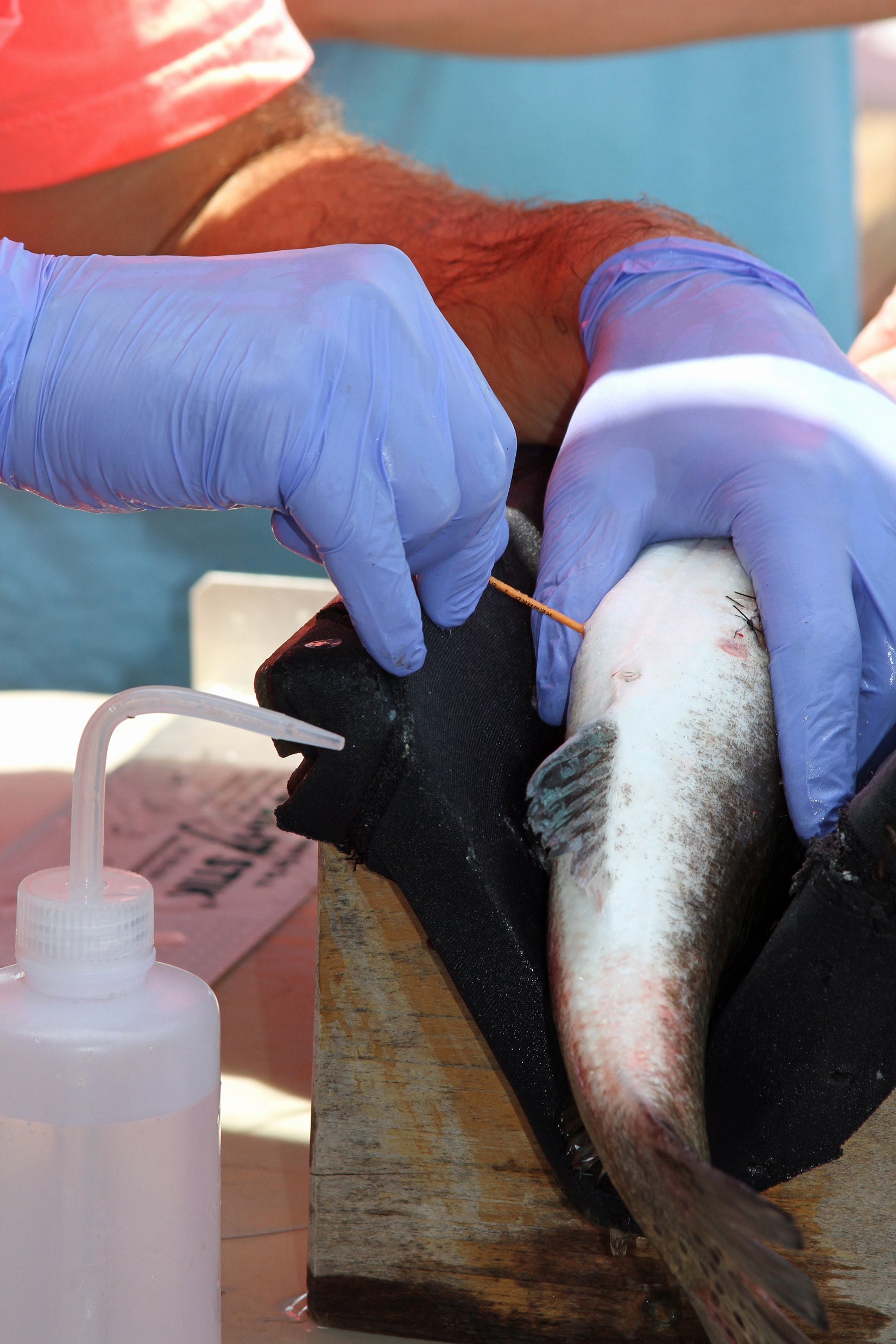 Tagging Program Tracks Redfish, Speckled Trout | Outdoor Alabama