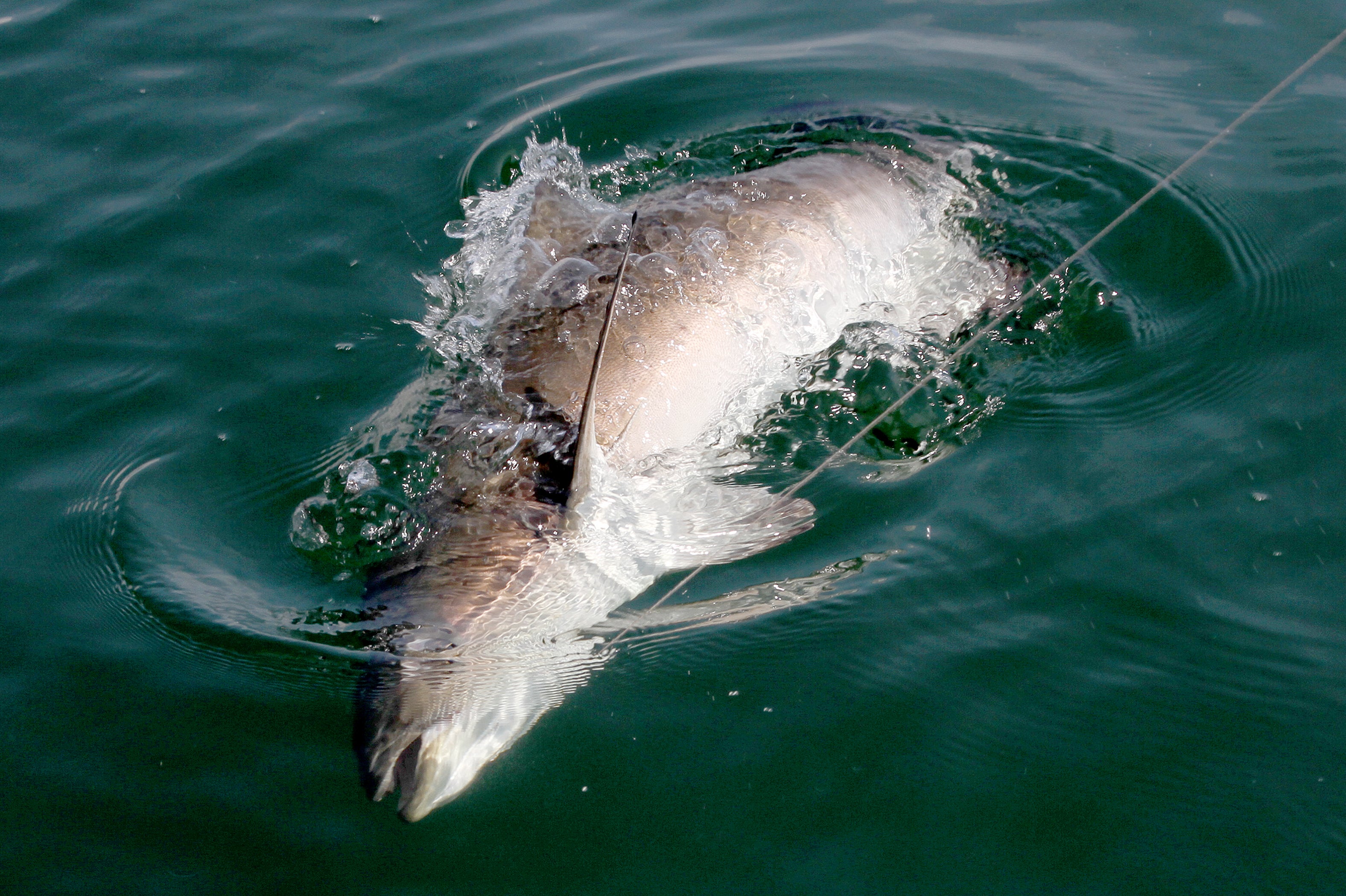 Powers Leads Study on Cobia and Tripletail in the Gulf | Outdoor Alabama