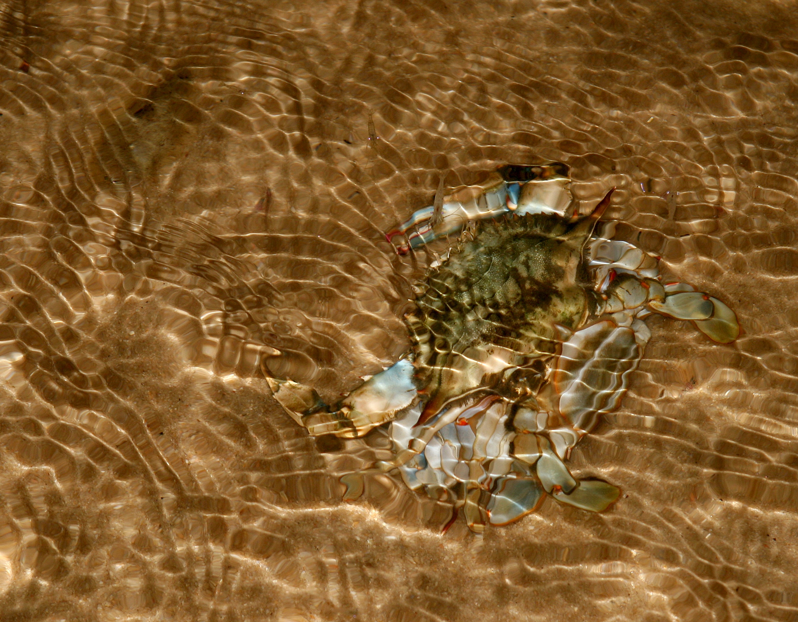 Harvest Regulations Still Apply During Jubilees | Outdoor Alabama