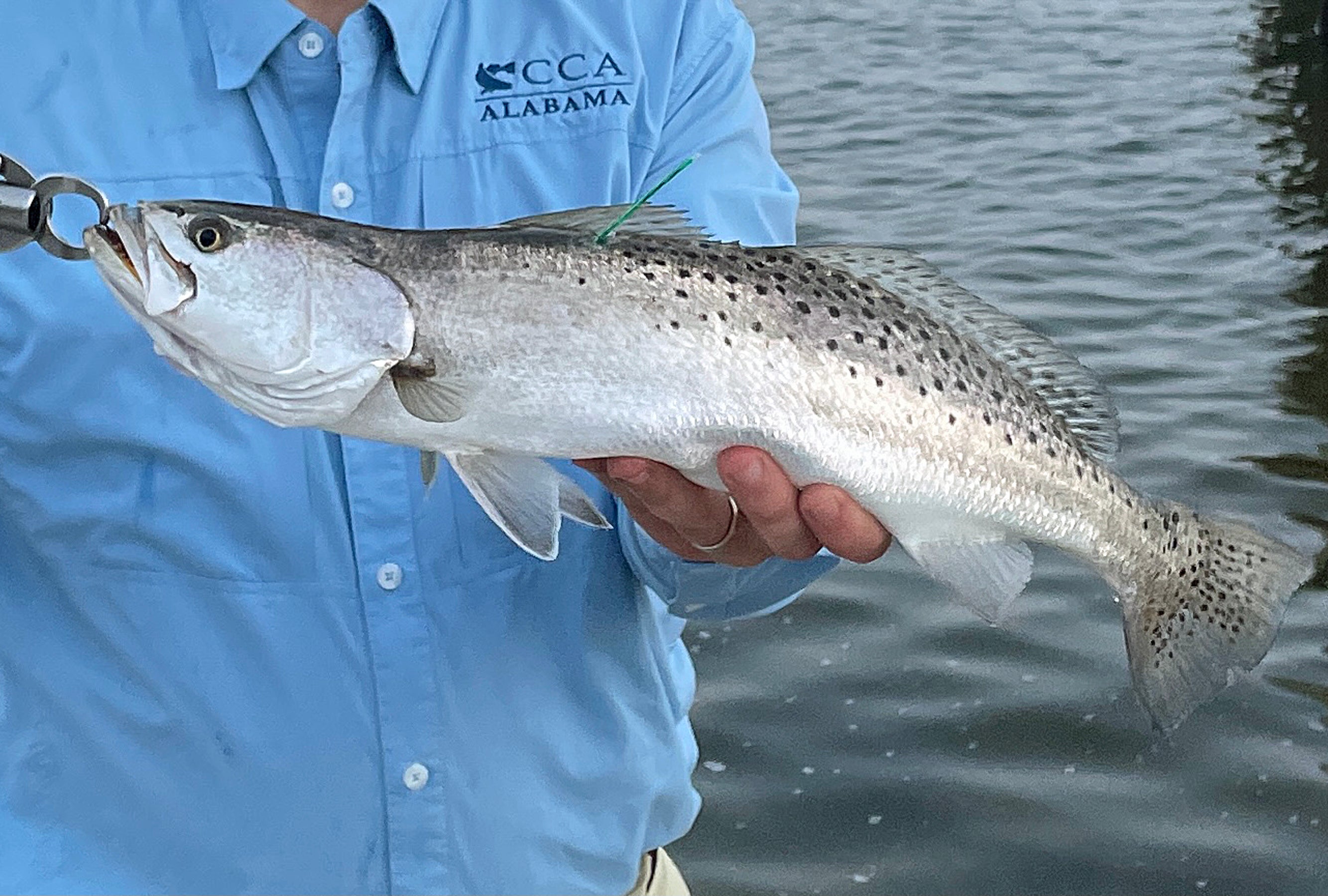 TAG Alabama Provides Vital Information on Trout, Redfish | Outdoor Alabama