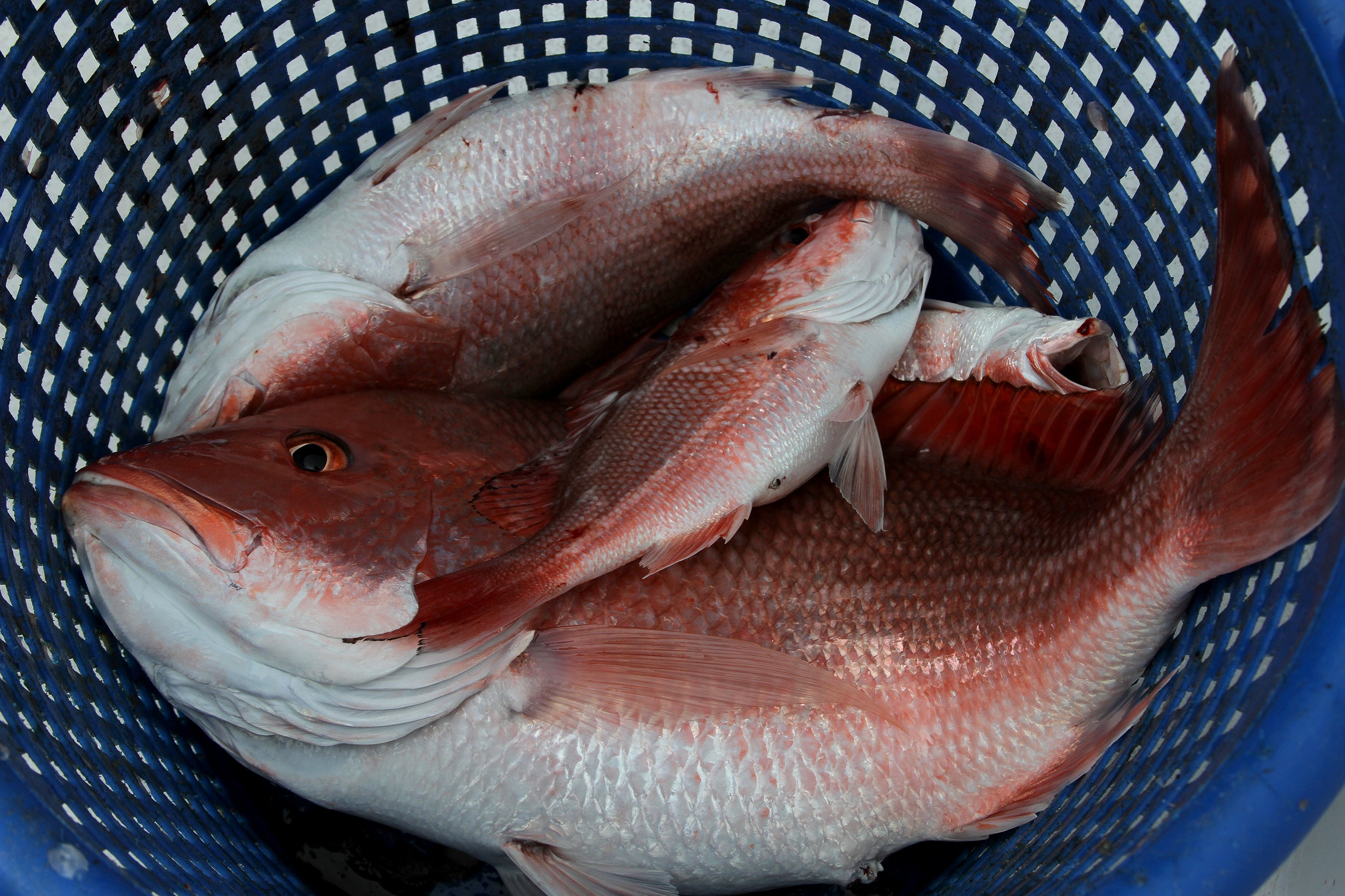 Bannon Expects Return to 'Normal' Recreational Snapper Season | Outdoor ...