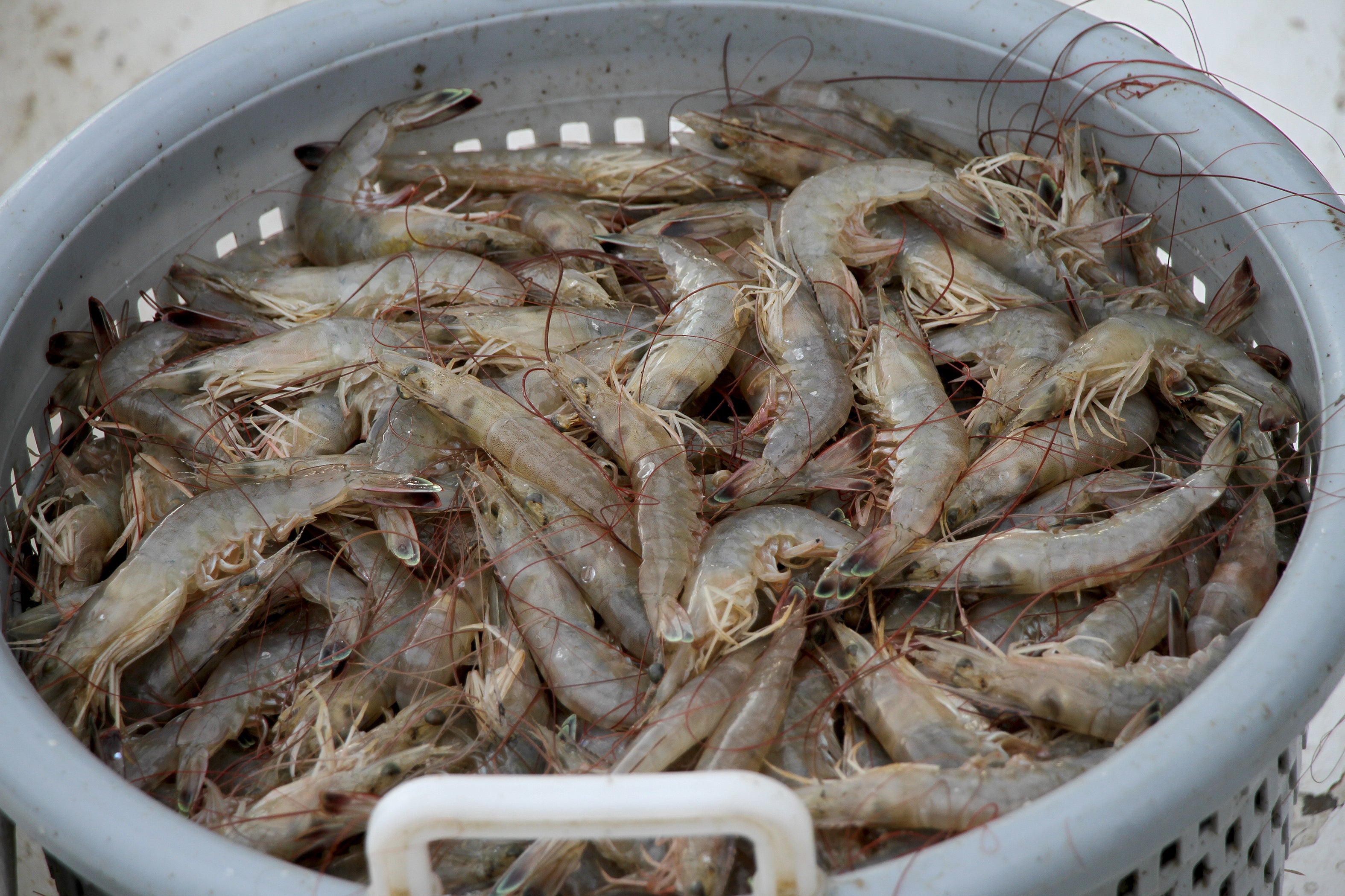 Plash Has Gotta Go Shrimping Despite Low Prices | Outdoor Alabama