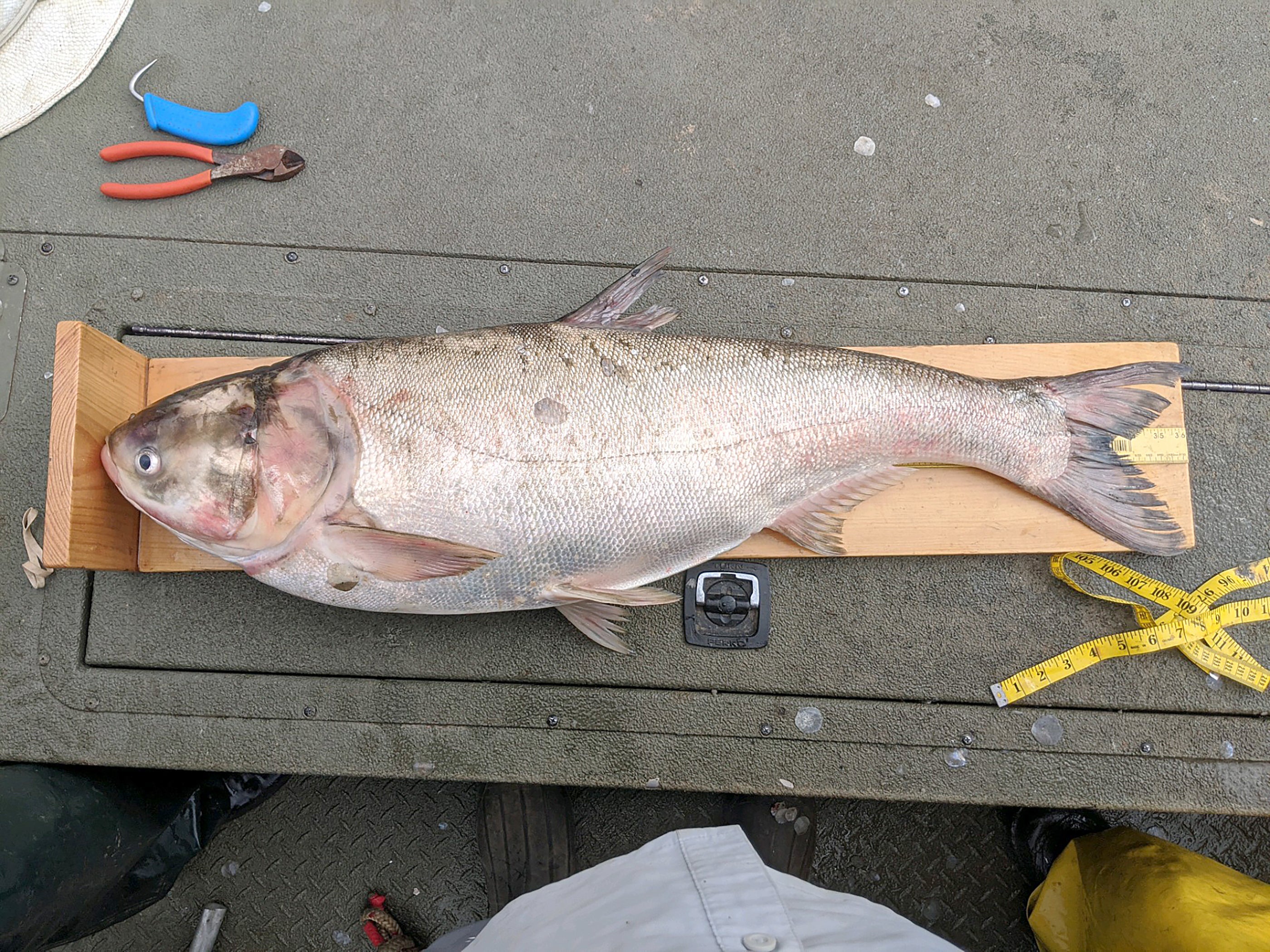 WFF Fisheries Continues to Monitor Invasive Carp Species | Outdoor Alabama