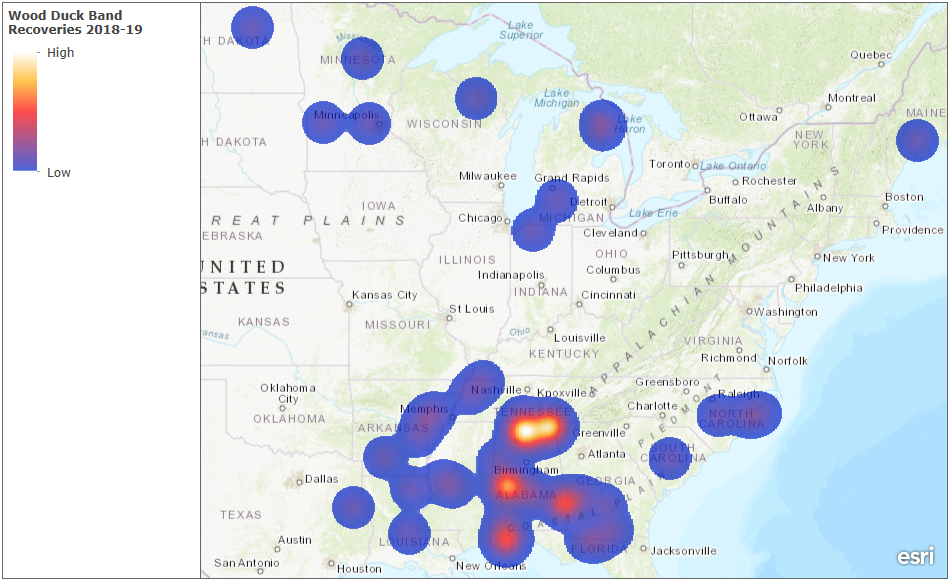 Wood Duck Mates Determine Migration Routes | Outdoor Alabama