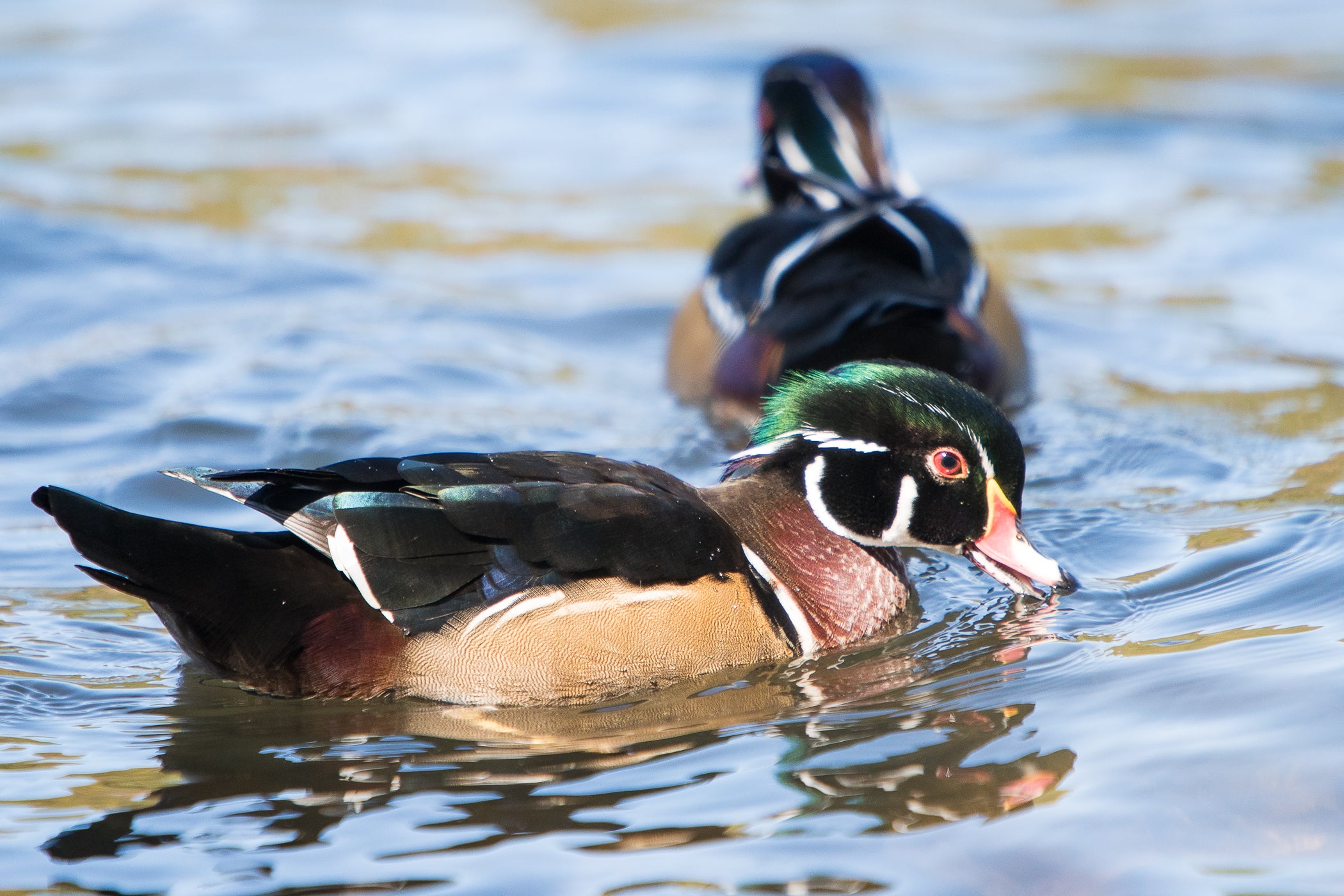 Wood Duck Mates Determine Migration Routes | Outdoor Alabama