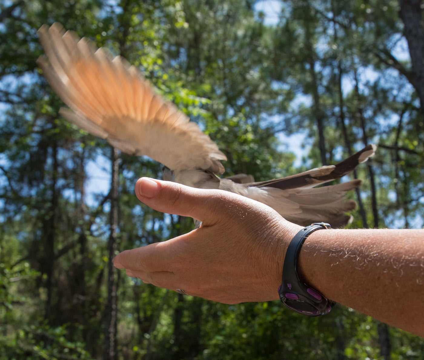 Fort Morgan Bird Banding Project Revived | Outdoor Alabama