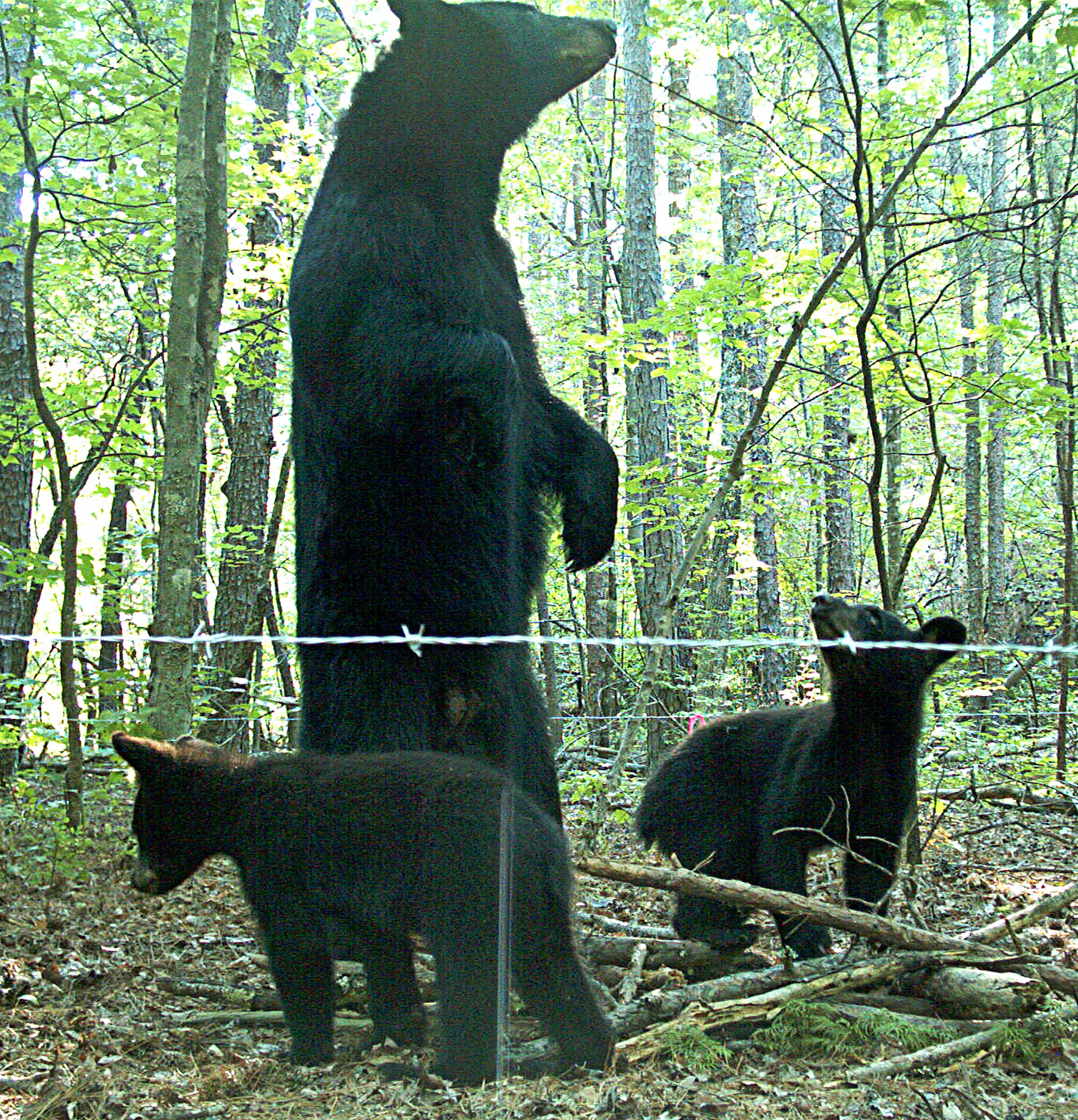 Black Bears on the Move in Alabama | Outdoor Alabama