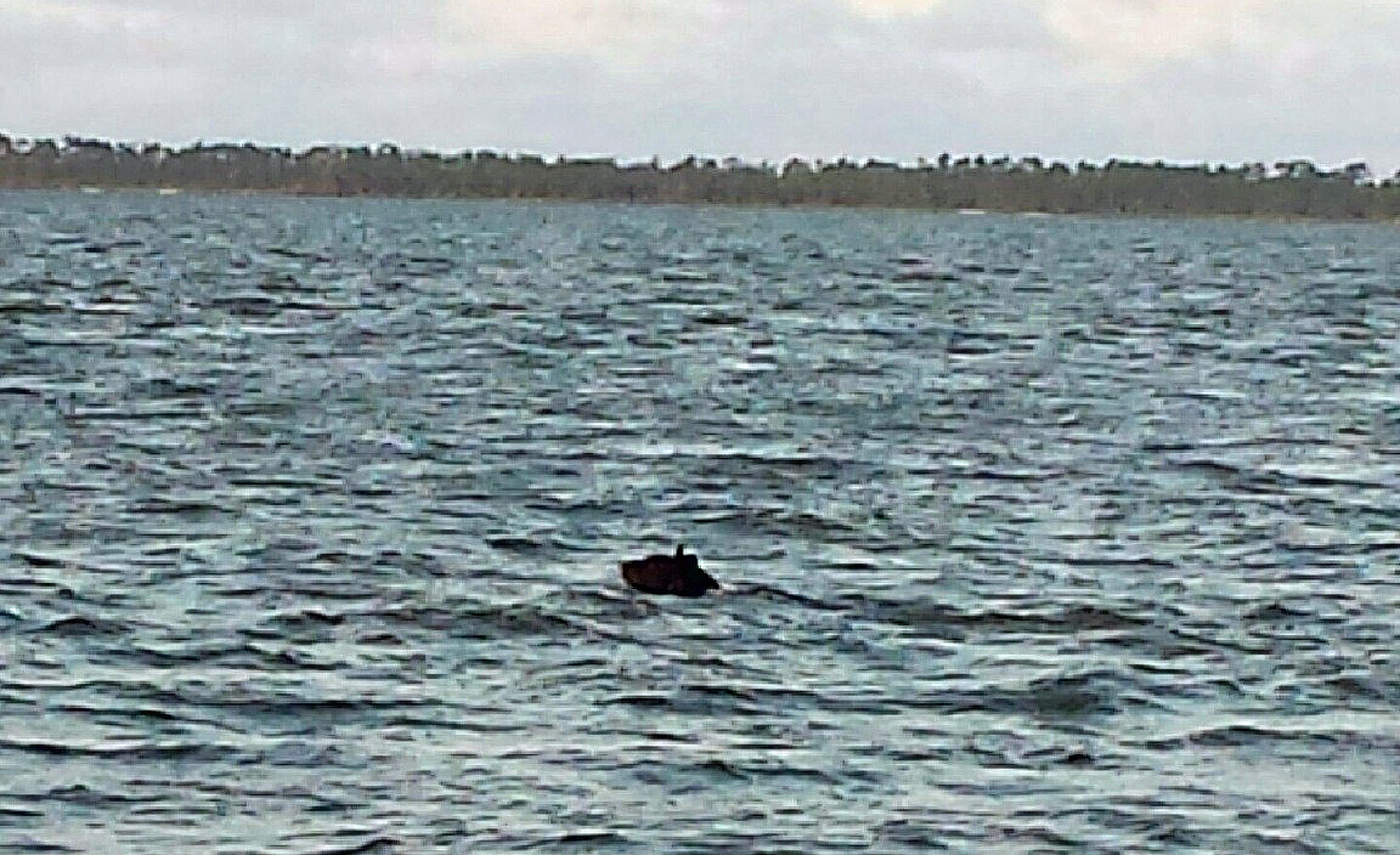 Black Bears on the Move in Alabama | Outdoor Alabama