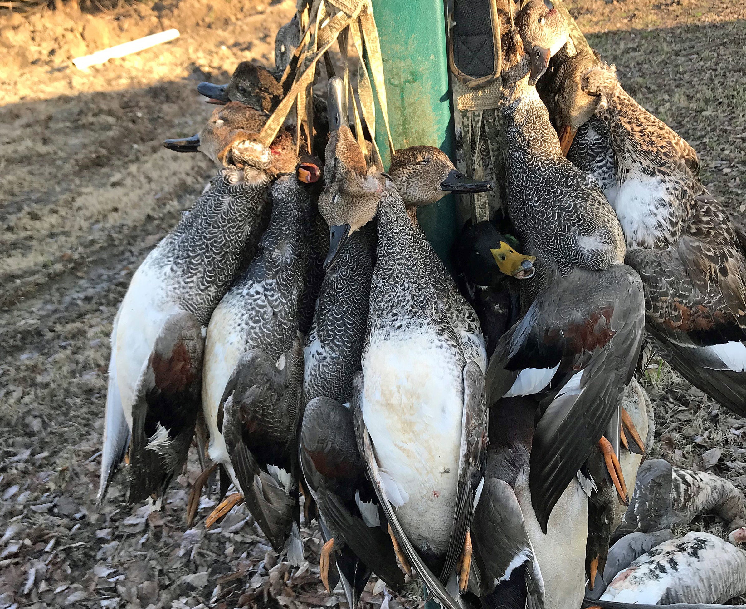 Military Active Duty and Veterans Get Extra Waterfowl Hunting Days ...