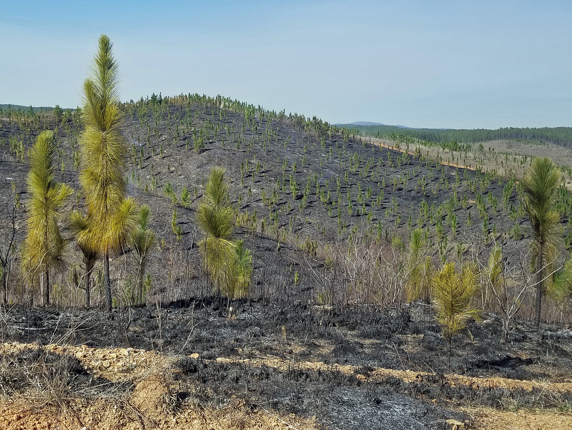 Controlled Burns Top Tool for Wildlife, Land Managers | Outdoor Alabama