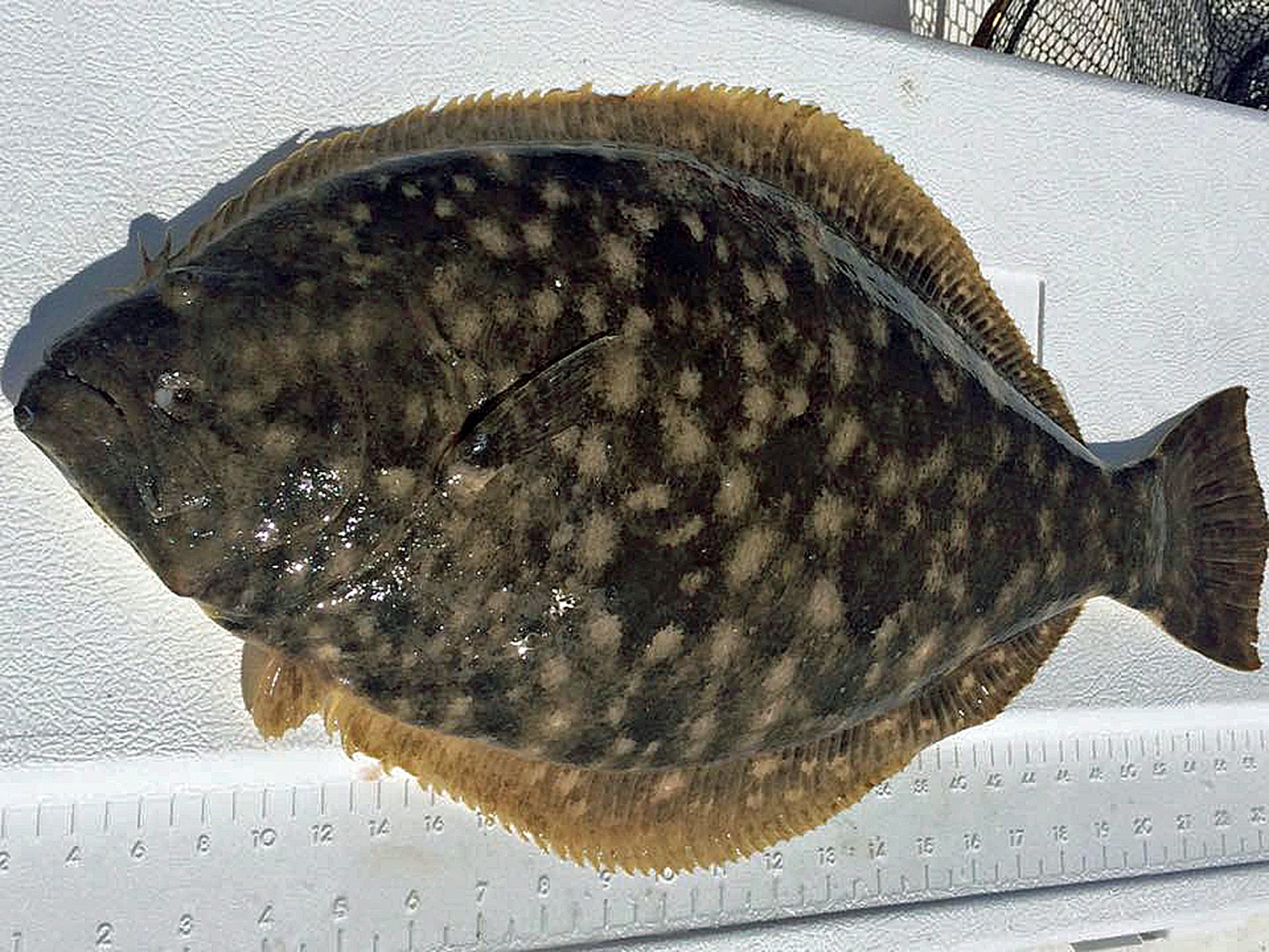 Advisory Board Approves Flounder, Seatrout Changes | Outdoor Alabama