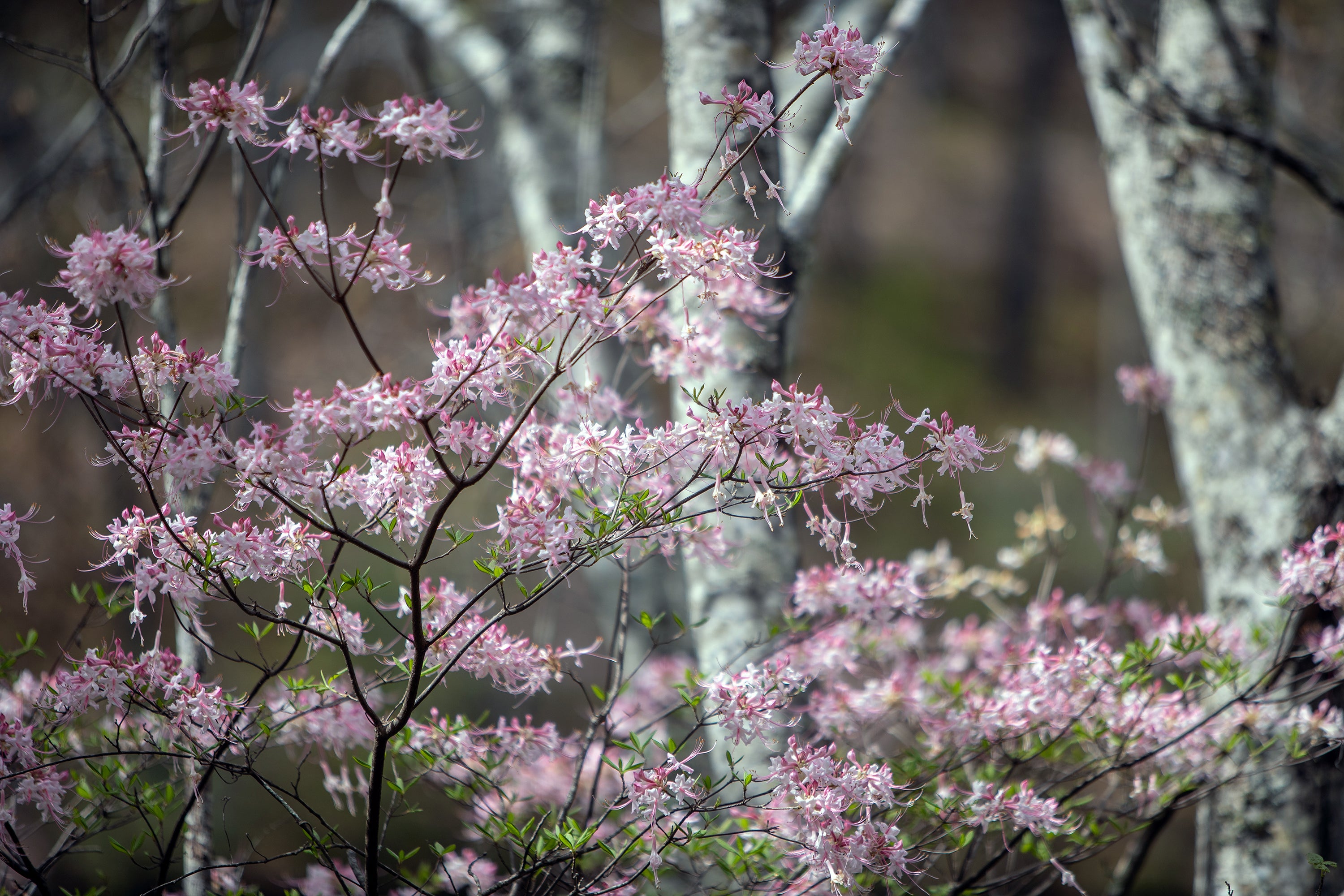 Belcher Tract Expands Oak Mountain State Park | Outdoor Alabama