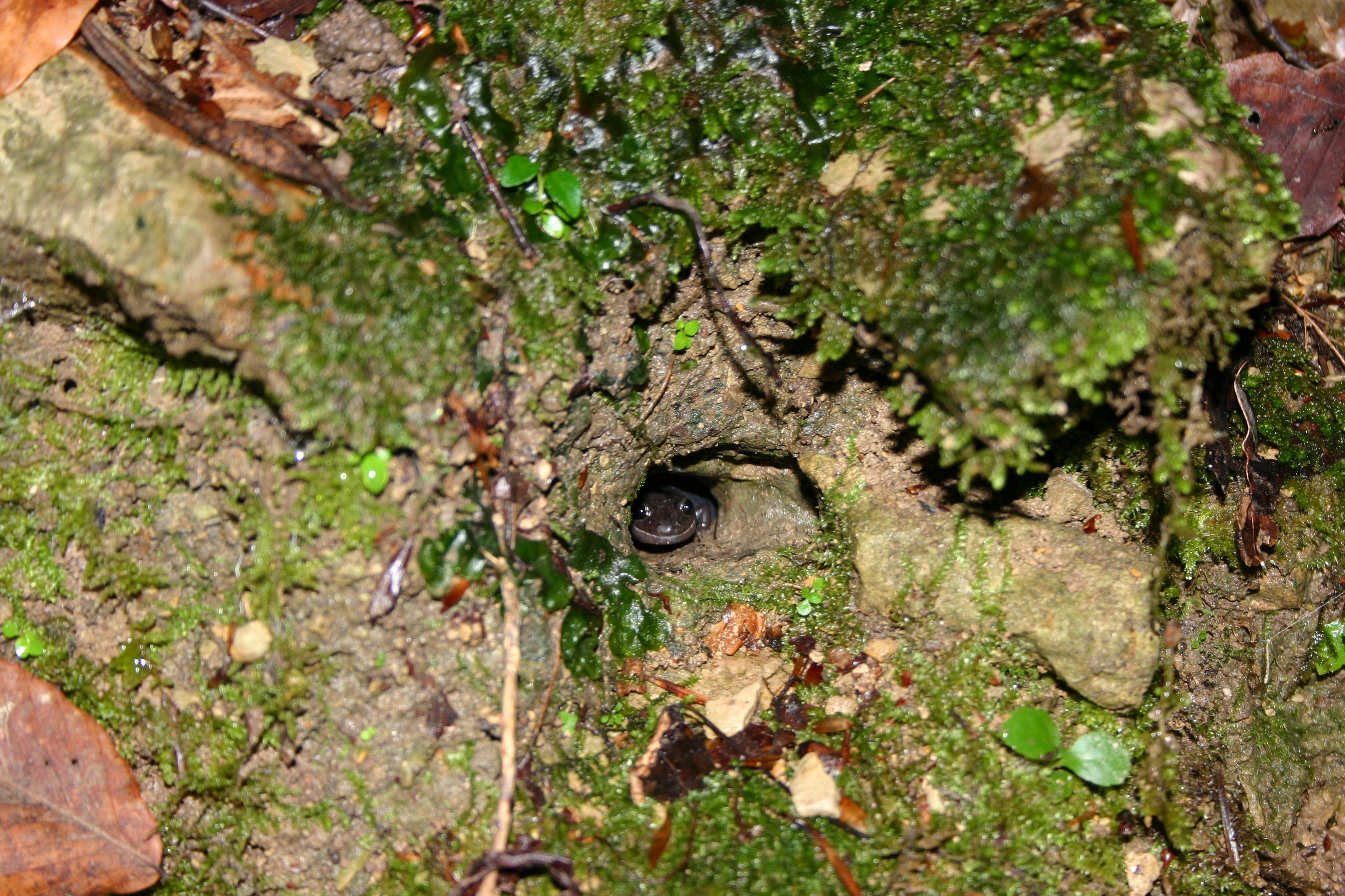 Red Hills Salamander Habitat and Access to Outdoor Recreation to Expand ...