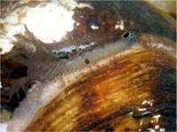 Aquatic Biodiversity Center | Outdoor Alabama