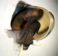 Aquatic Biodiversity Center | Outdoor Alabama