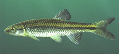 Blue | Outdoor Alabama